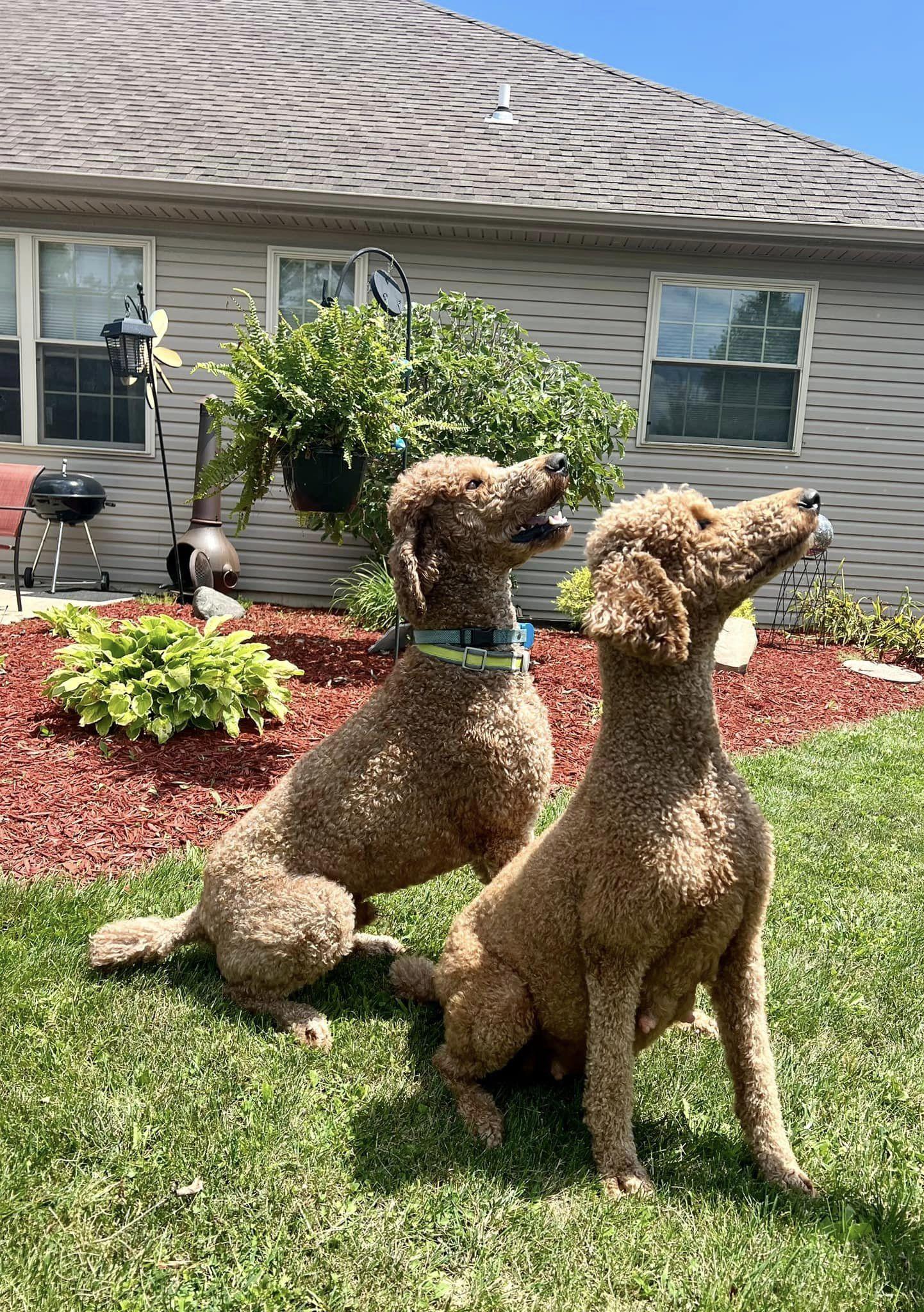 Buckeye Red Standard Poodles in Ohio | Poodle puppies | Good Dog