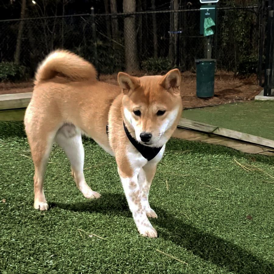 Hollywood Shibas in Georgia | Shiba Inu puppies | Good Dog