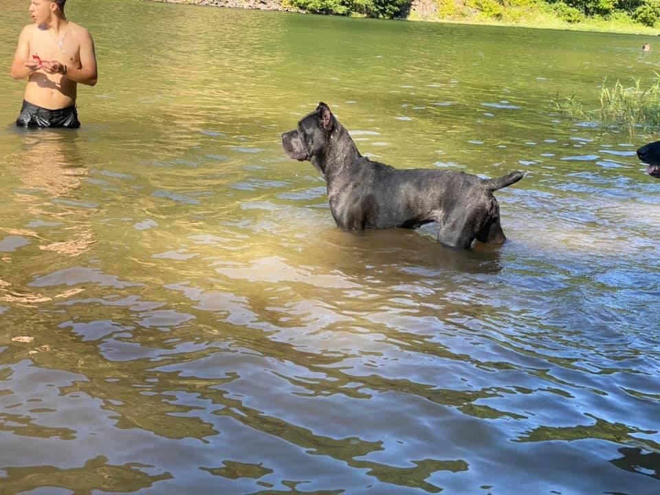 Cargill Cane Corso in Oregon | Cane Corso puppies | Good Dog