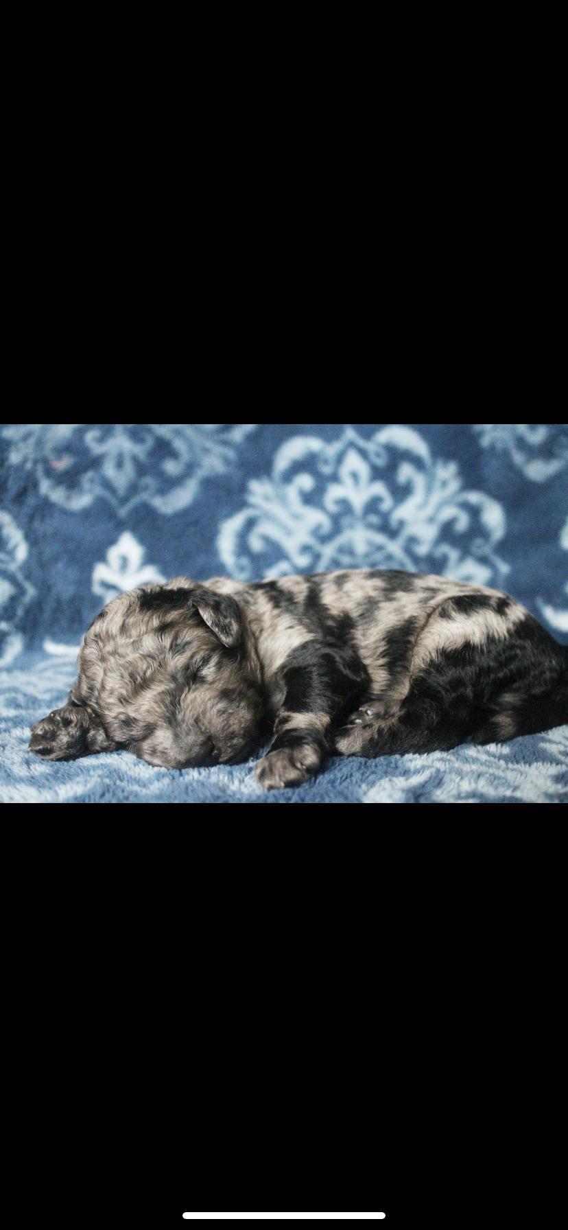 Doodles Domain in Utah | Assorted Doodle Crosses puppies | Good Dog