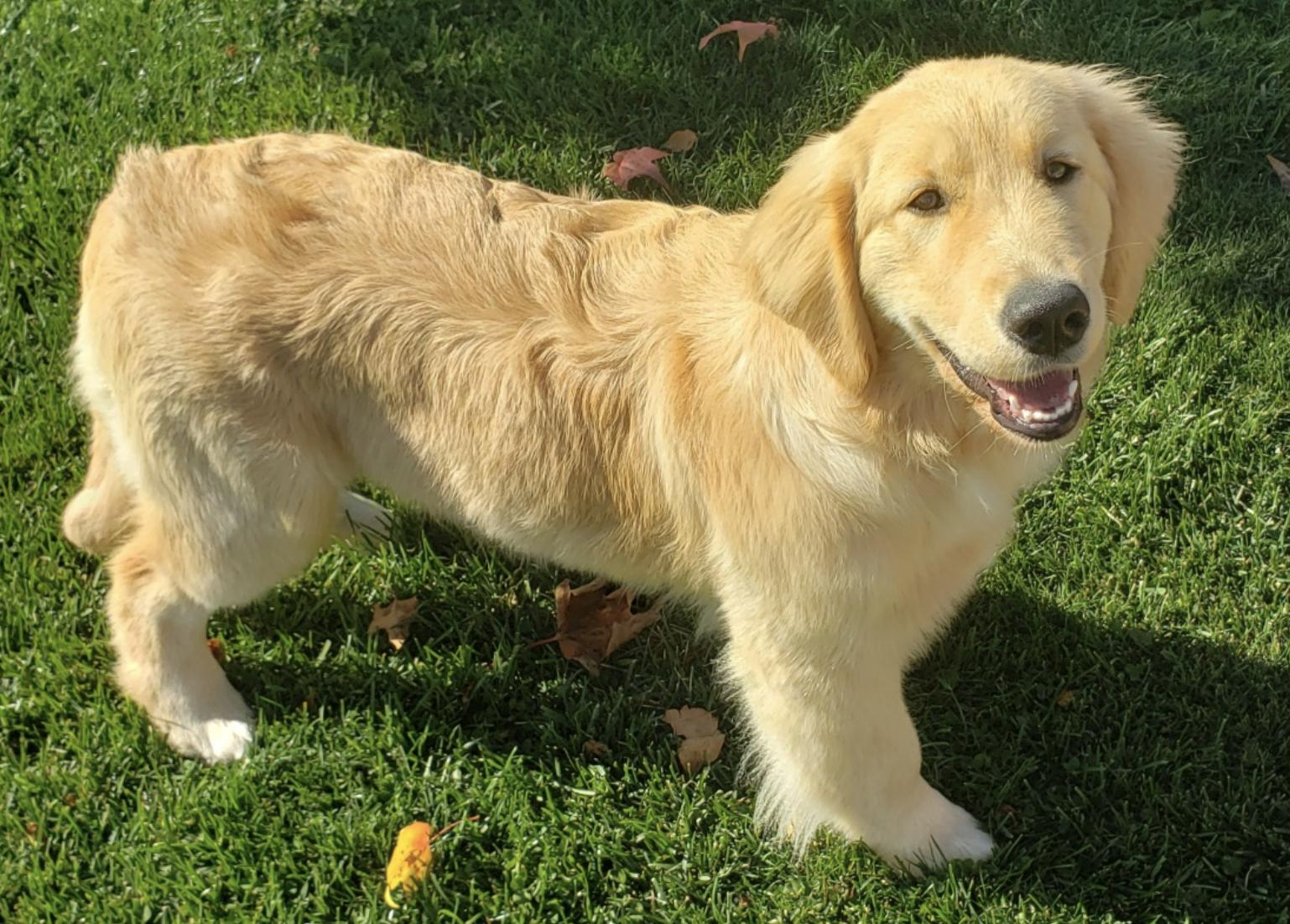 Gazebo Goldens in | Golden Retriever puppies | Good Dog