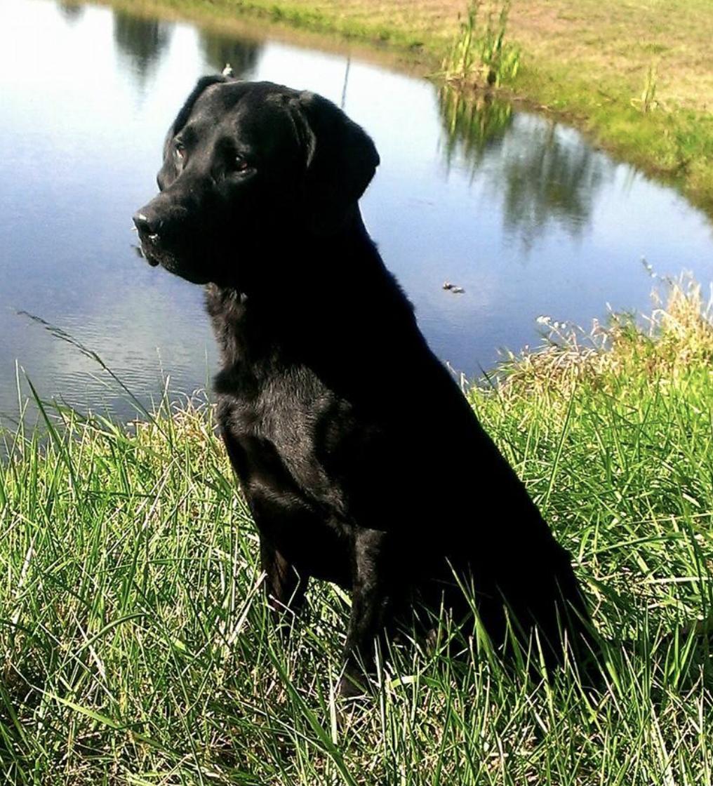 Marsh-Mutt Manor Labs in Indiana | Labrador Retriever puppies | Good Dog
