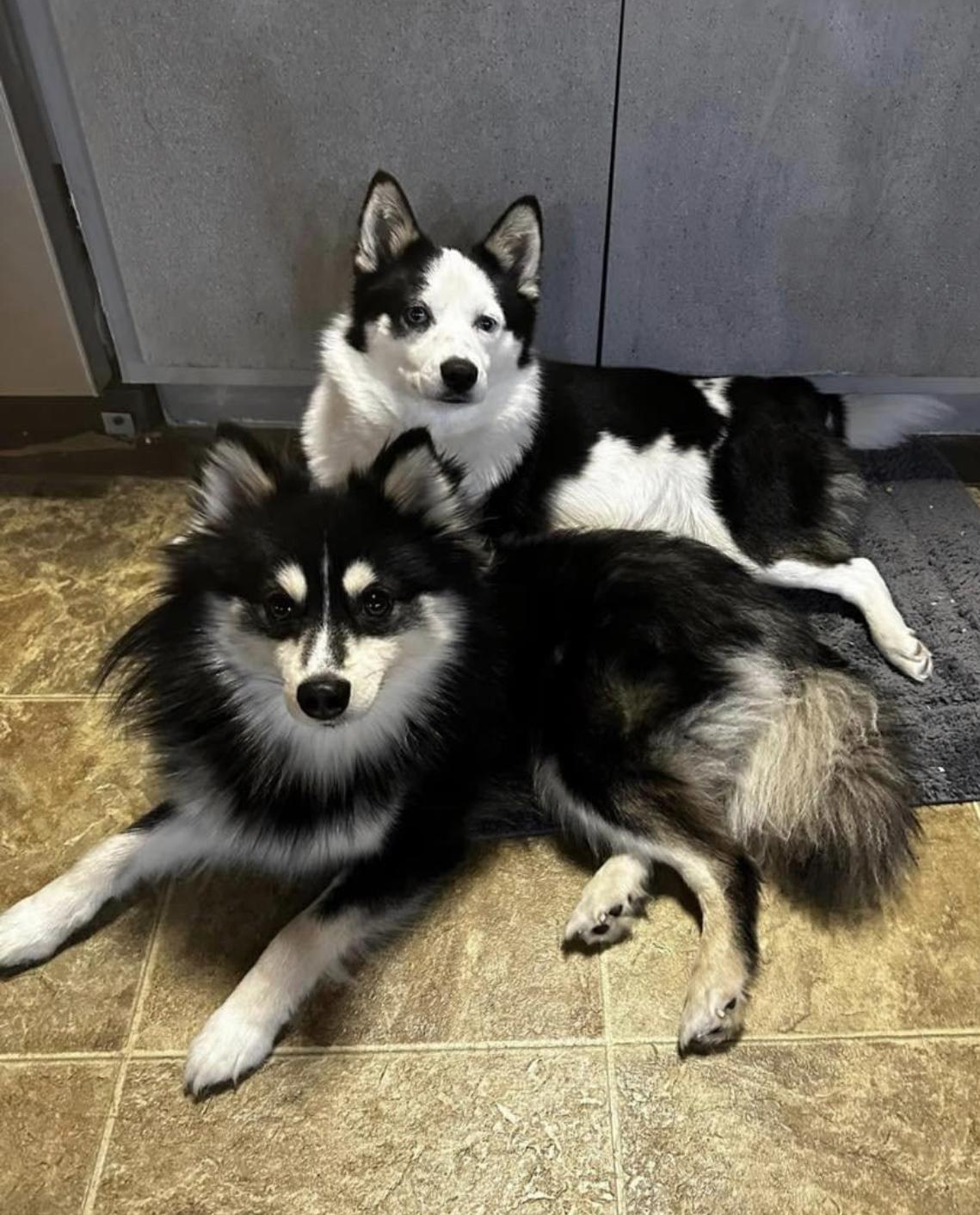 You Me & Our Pomskies in Ohio | Pomsky puppies | Good Dog