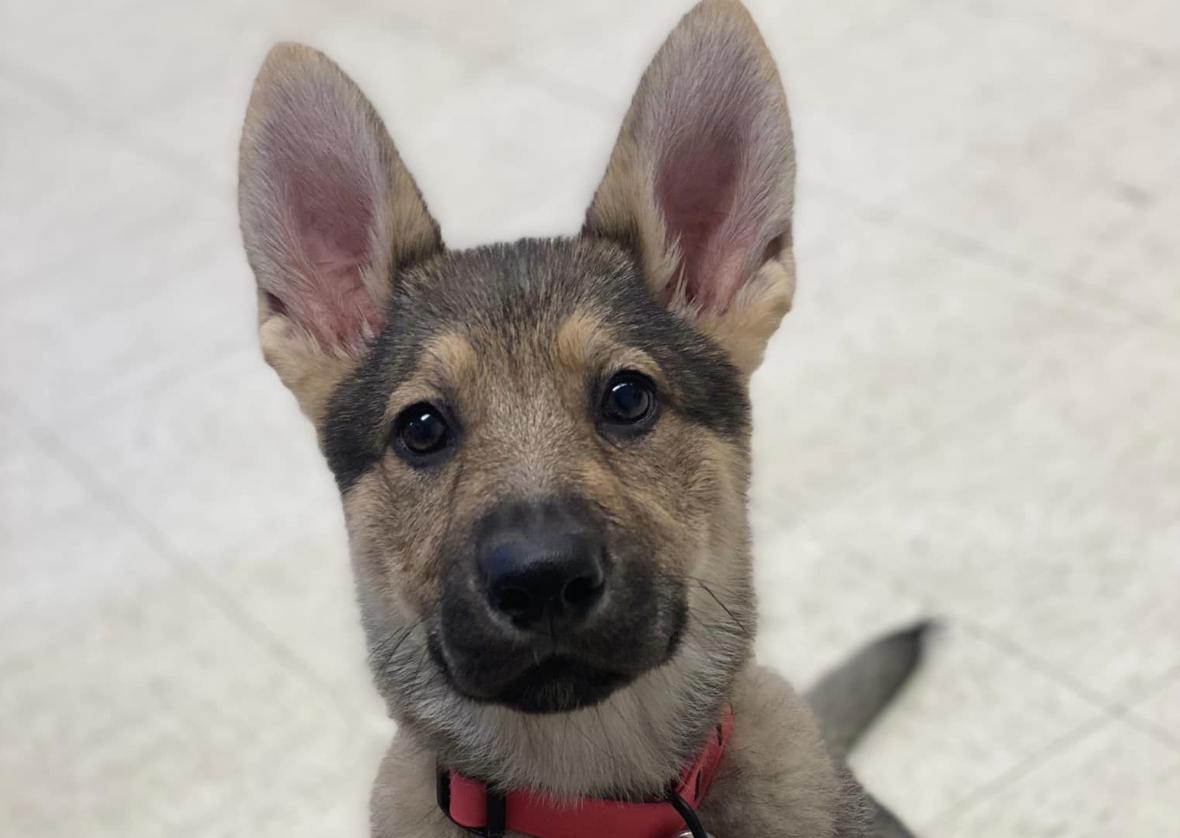 Freedom Shepherds in Indiana | German Shepherd puppies | Good Dog