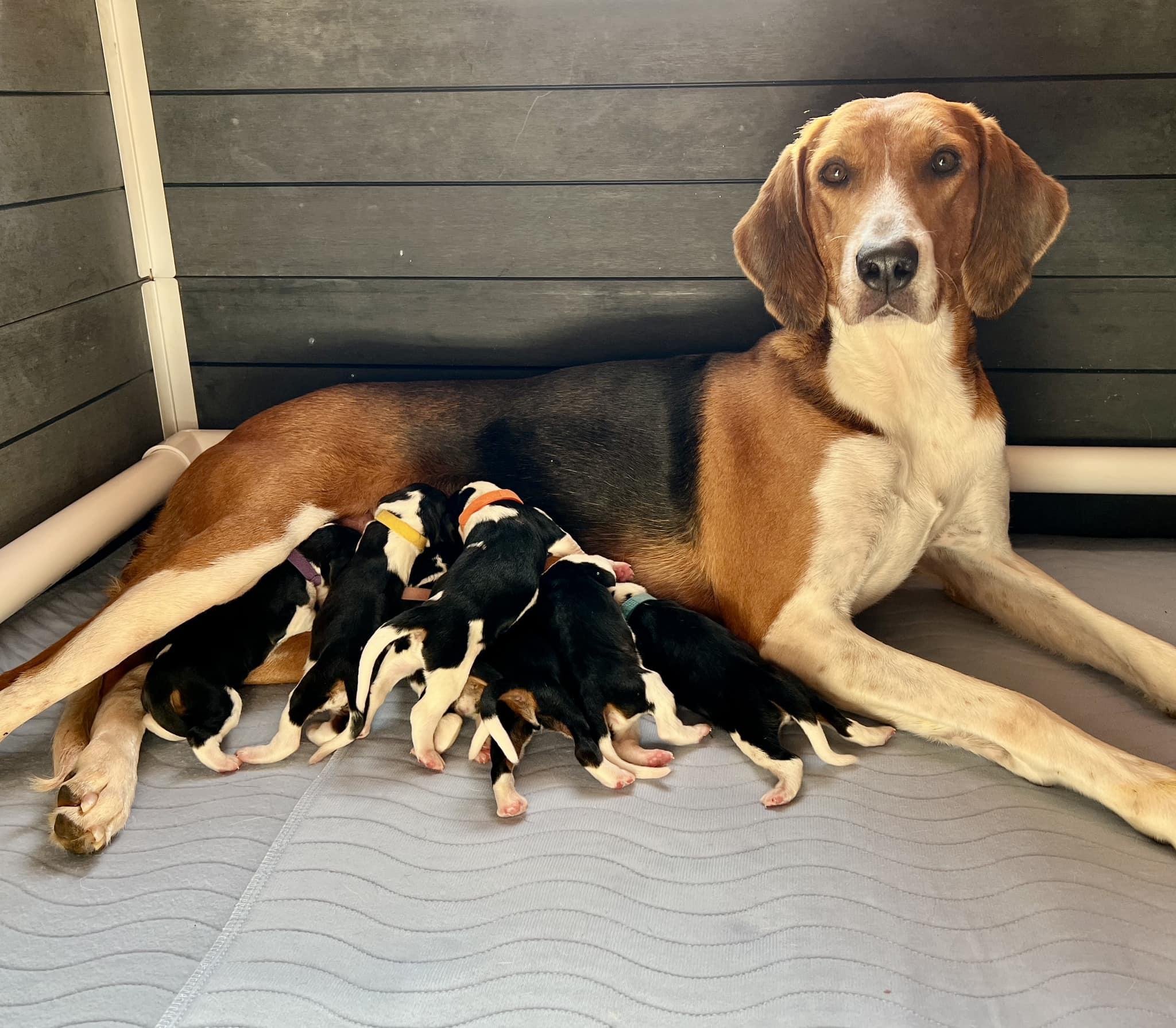 Lost Heritage Hounds in Kentucky | American Foxhound, Redbone Coonhound ...