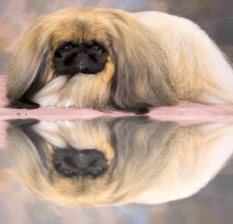 Pamela Vanderpool in Arizona | Pekingese puppies | Good Dog