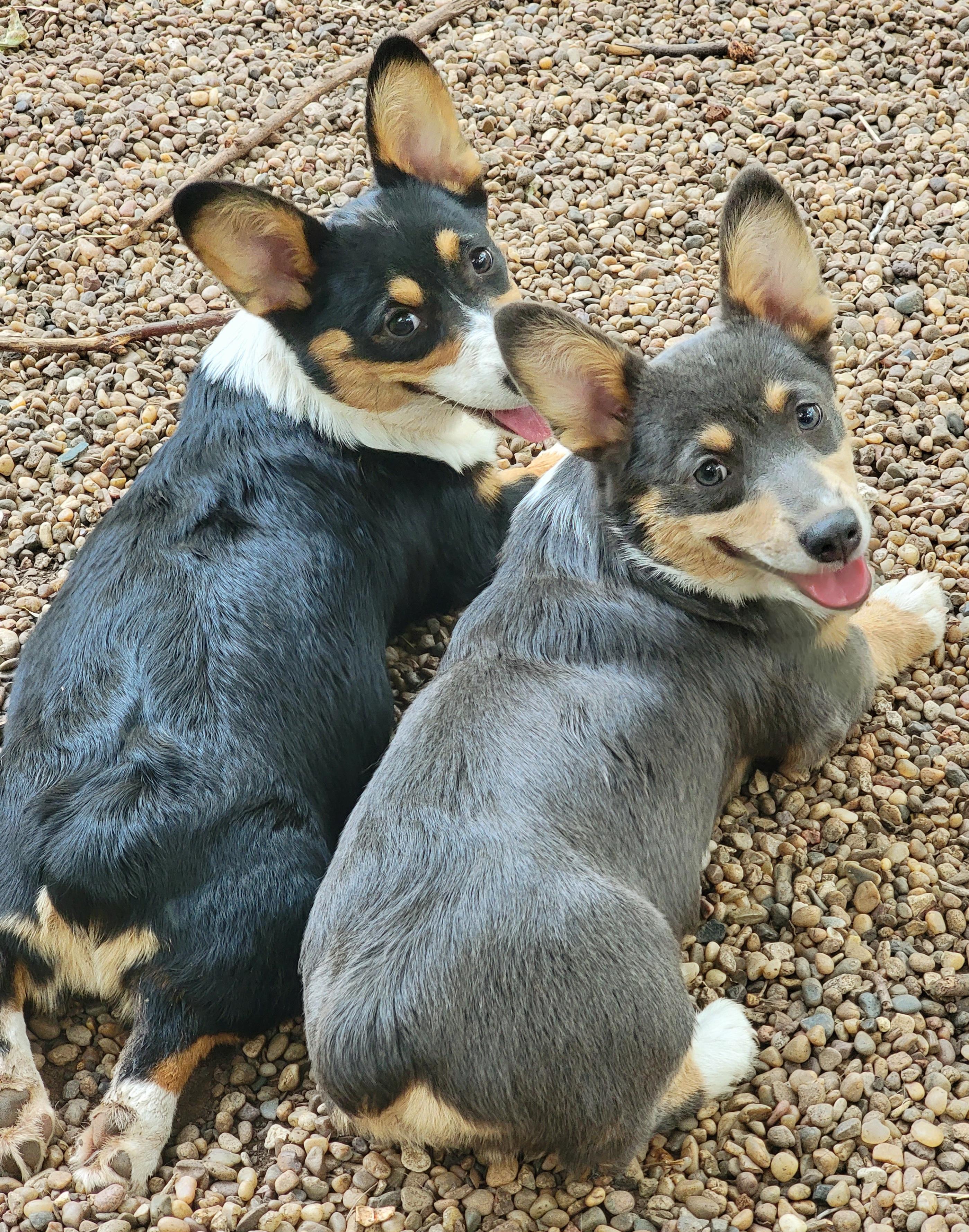 MCS Farms-OK in Oklahoma | Pembroke Welsh Corgi puppies | Good Dog
