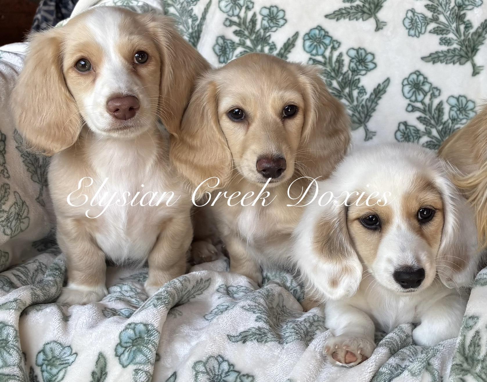 Elysian Creek Doxies in California | Dachshund puppies | Good Dog