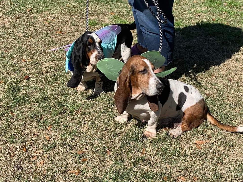 Bass Lake Bassets in Florida | Basset Hound puppies | Good Dog