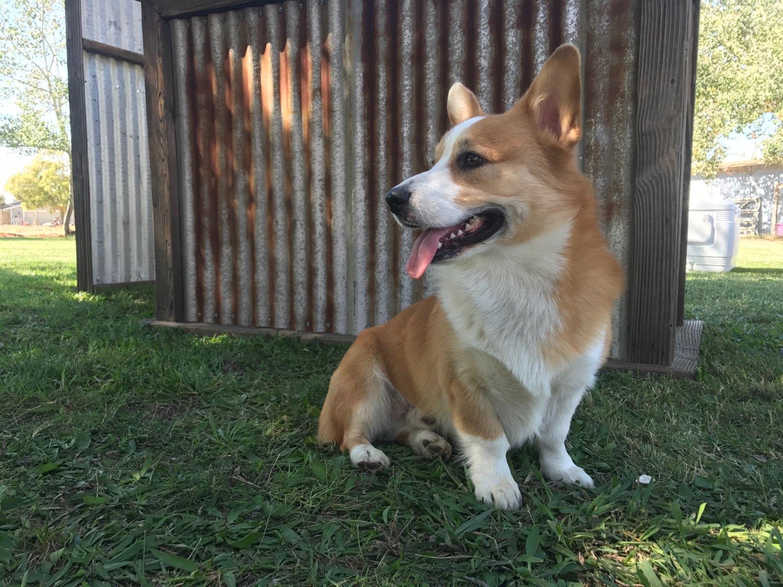 Edwards Livestock & Corgis in California | Cardigan Welsh Corgi puppies ...