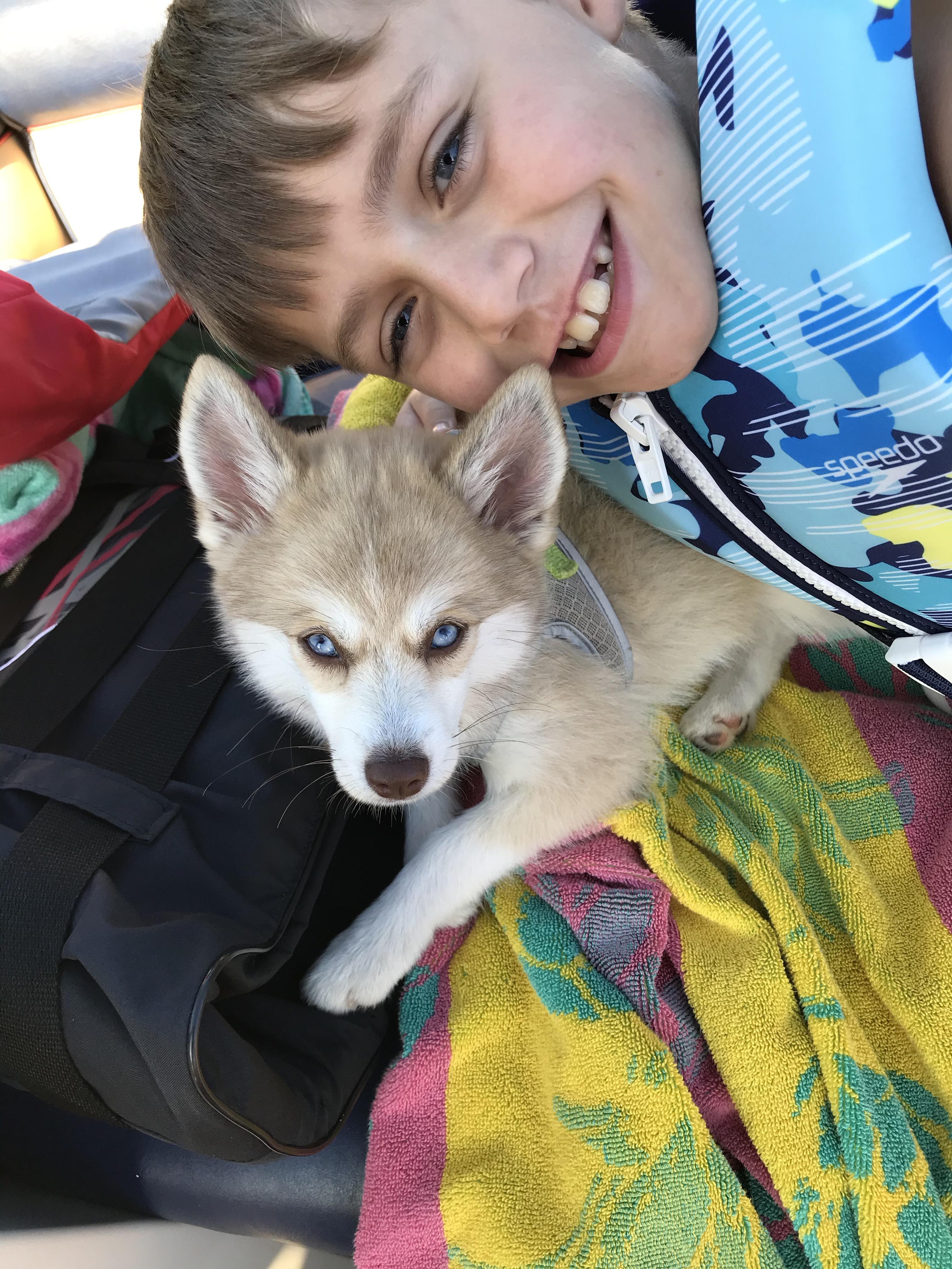 River Enz Pomskies in Florida | Pomsky puppies | Good Dog