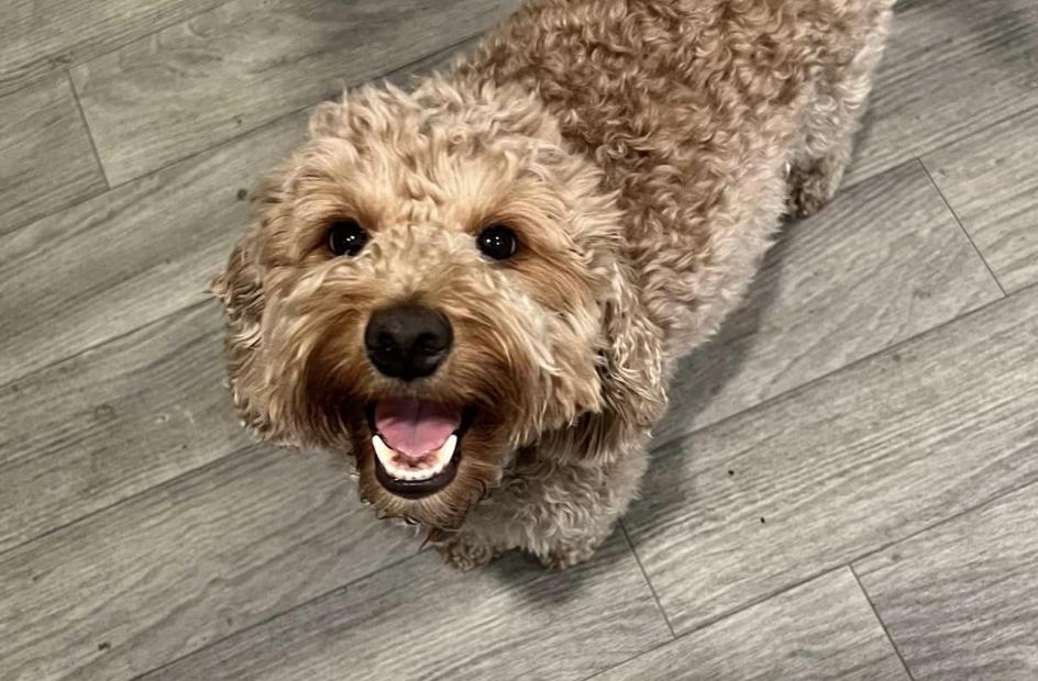 Bailey’s Doodles of Franklin, Indiana in Indiana | Goldendoodle puppies ...