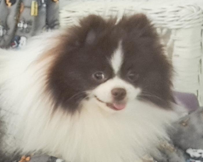 BEL-FRE POMERANIANS in Illinois | Pomeranian puppies | Good Dog