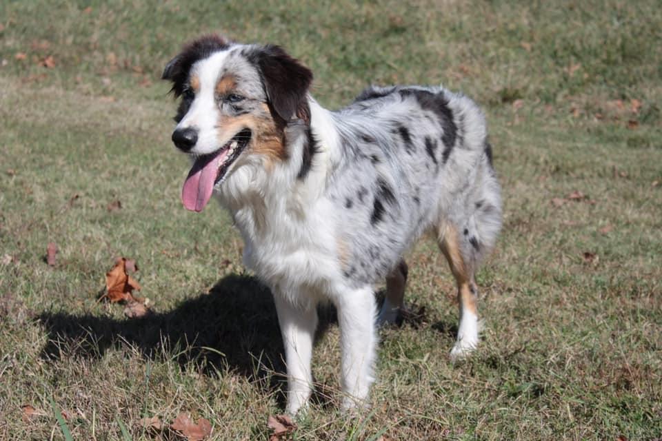 B&C Aussies in Kentucky | Australian Shepherd puppies | Good Dog