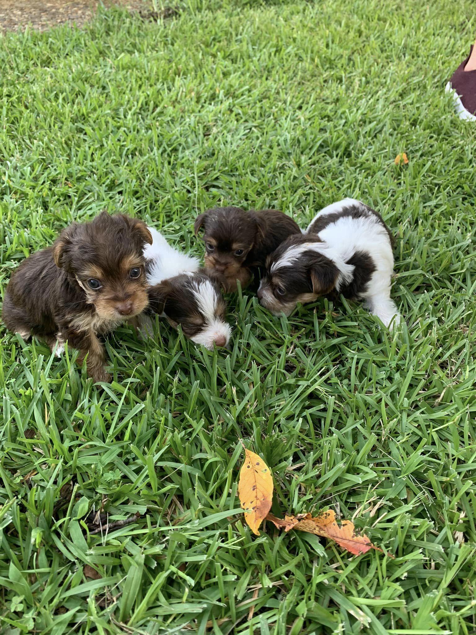 Southern Yorkies by Trisha in Alabama | Yorkshire Terrier puppies ...