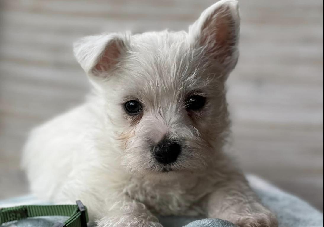 Creekside Westies in Alabama | West Highland White Terrier puppies ...