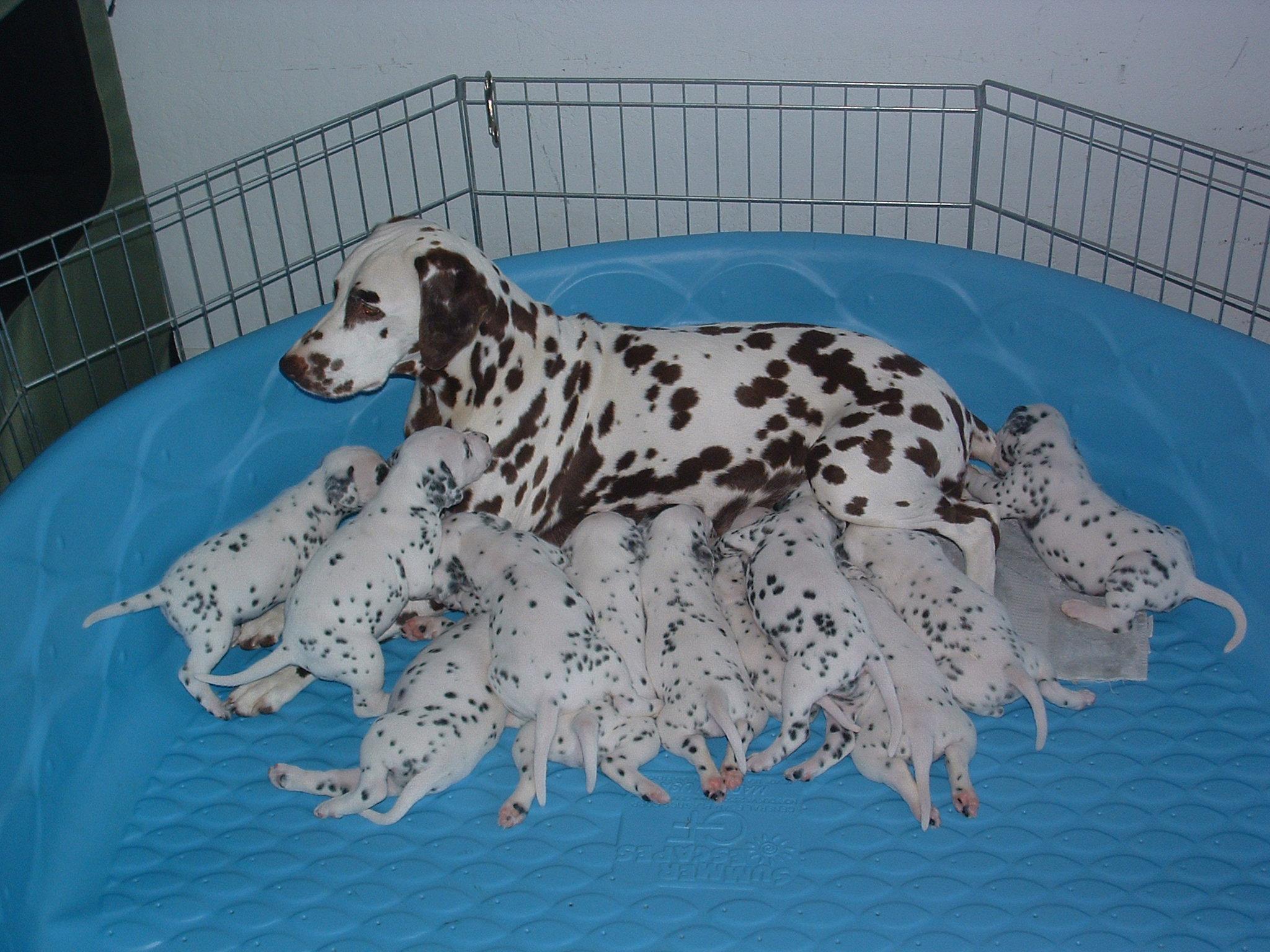 Fyrehouse Dalmatians in California | Dalmatian puppies | Good Dog