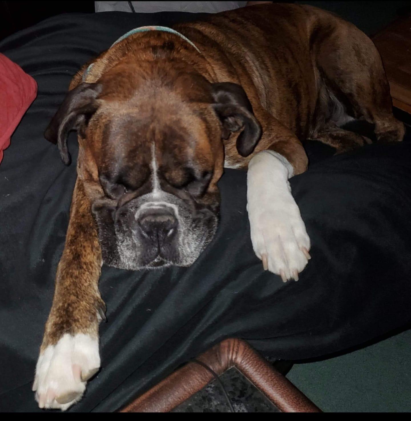 Xochitl's Boxers in Washington | Boxer puppies | Good Dog