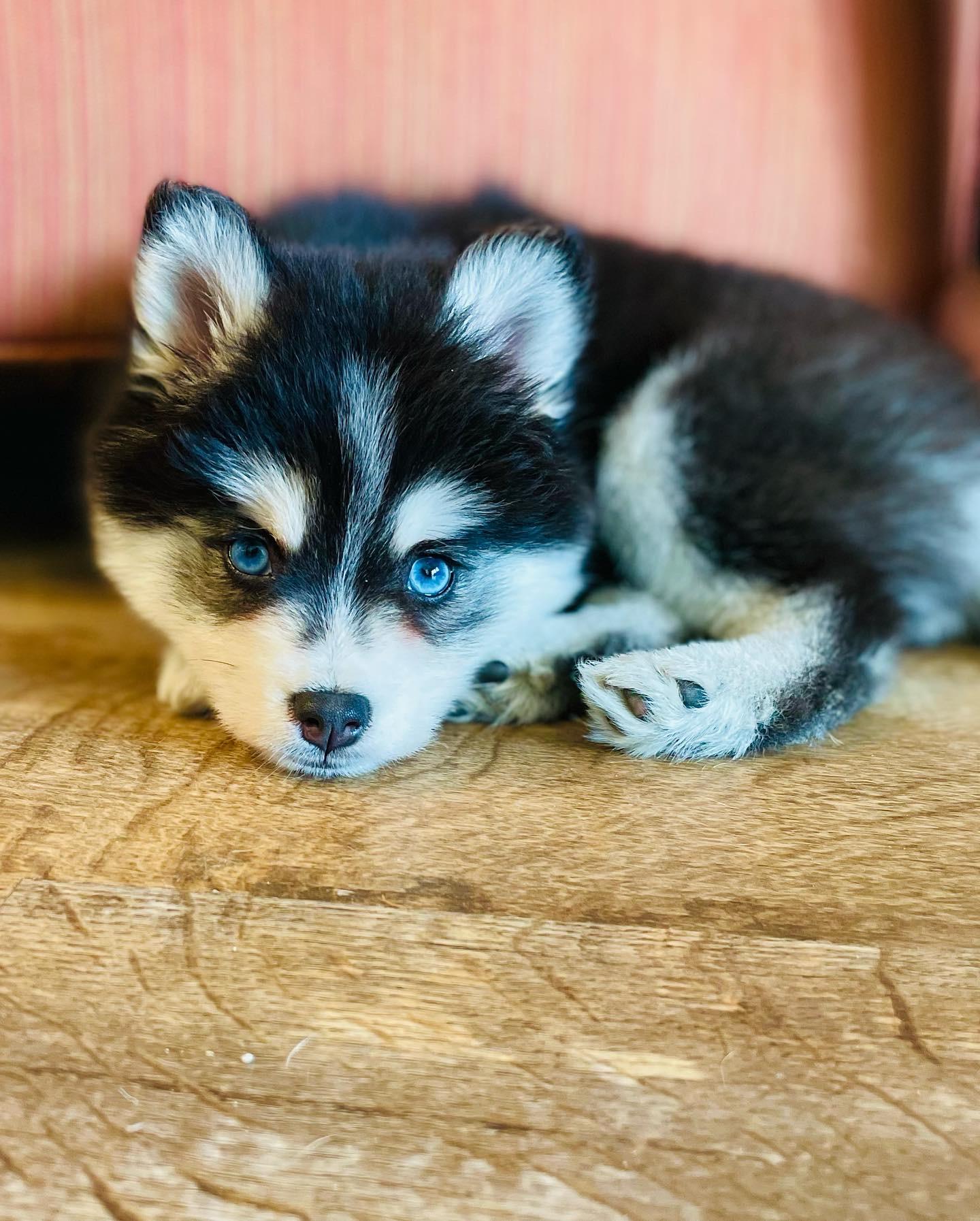 JDpomskies in Indiana | Pomsky puppies | Good Dog