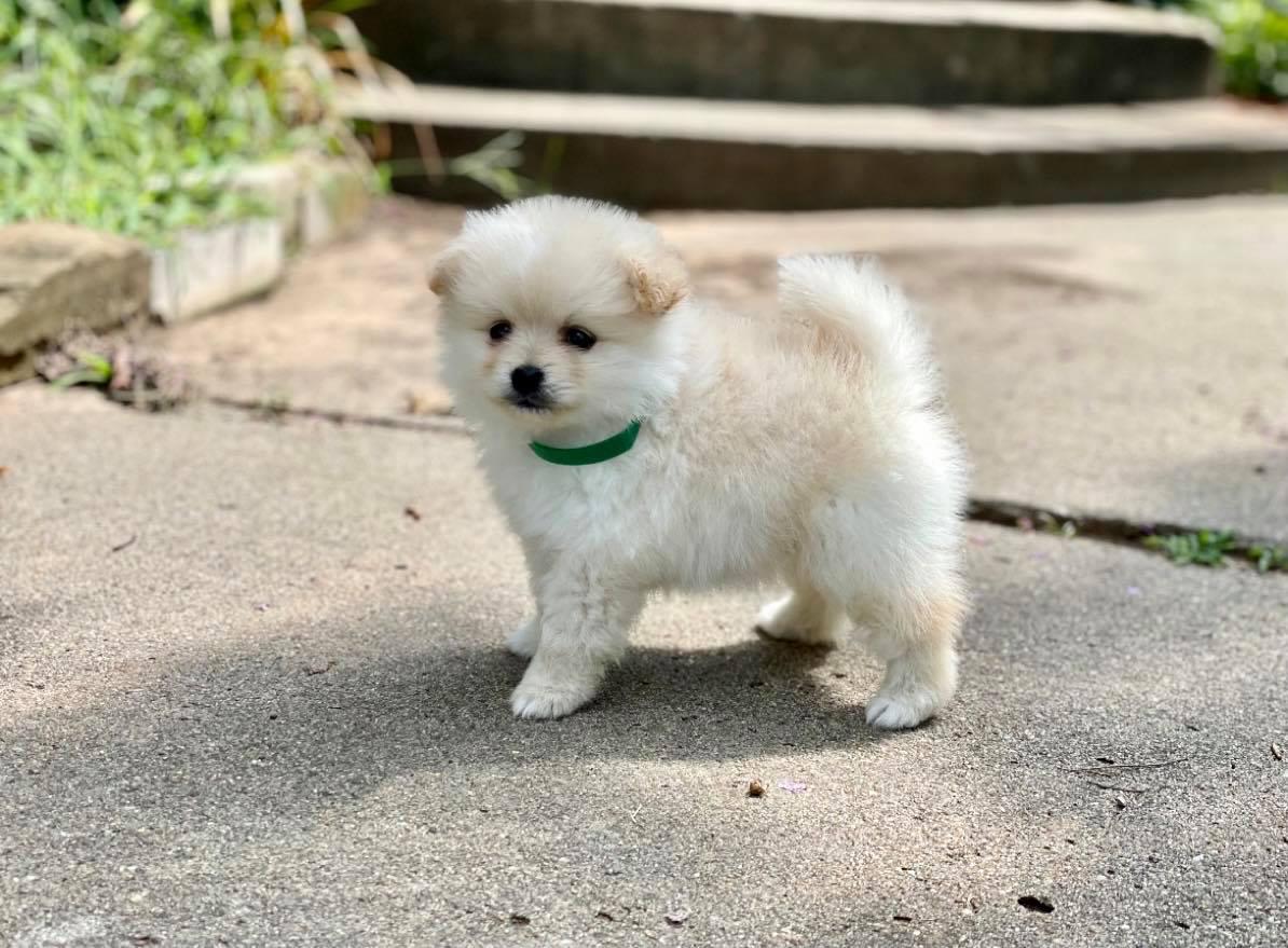 Laik’s Little Shihtz & Poms in Oklahoma | Pomeranian and Shih Tzu ...