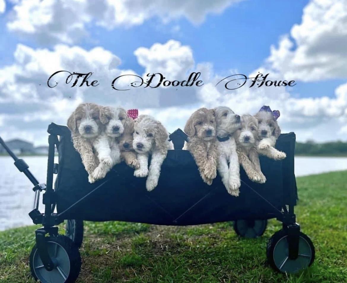 The Doodle House in Florida | Goldendoodle puppies | Good Dog
