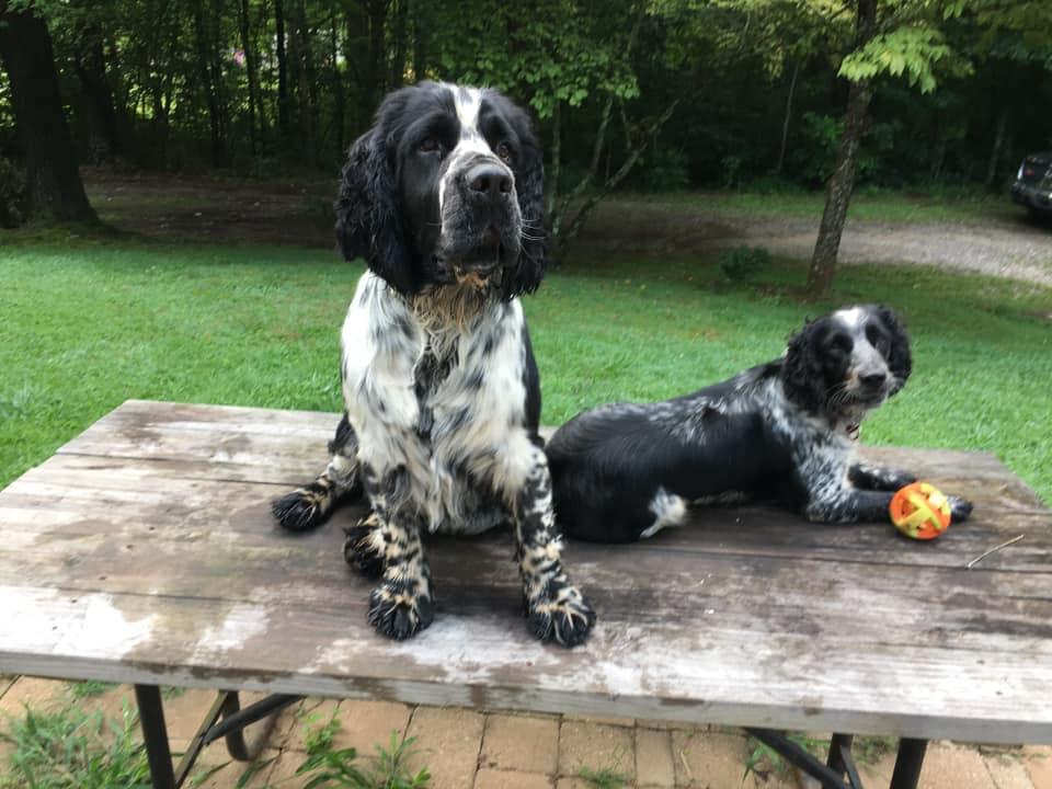 Sweet Carolina Springers in North Carolina | English Springer Spaniel ...