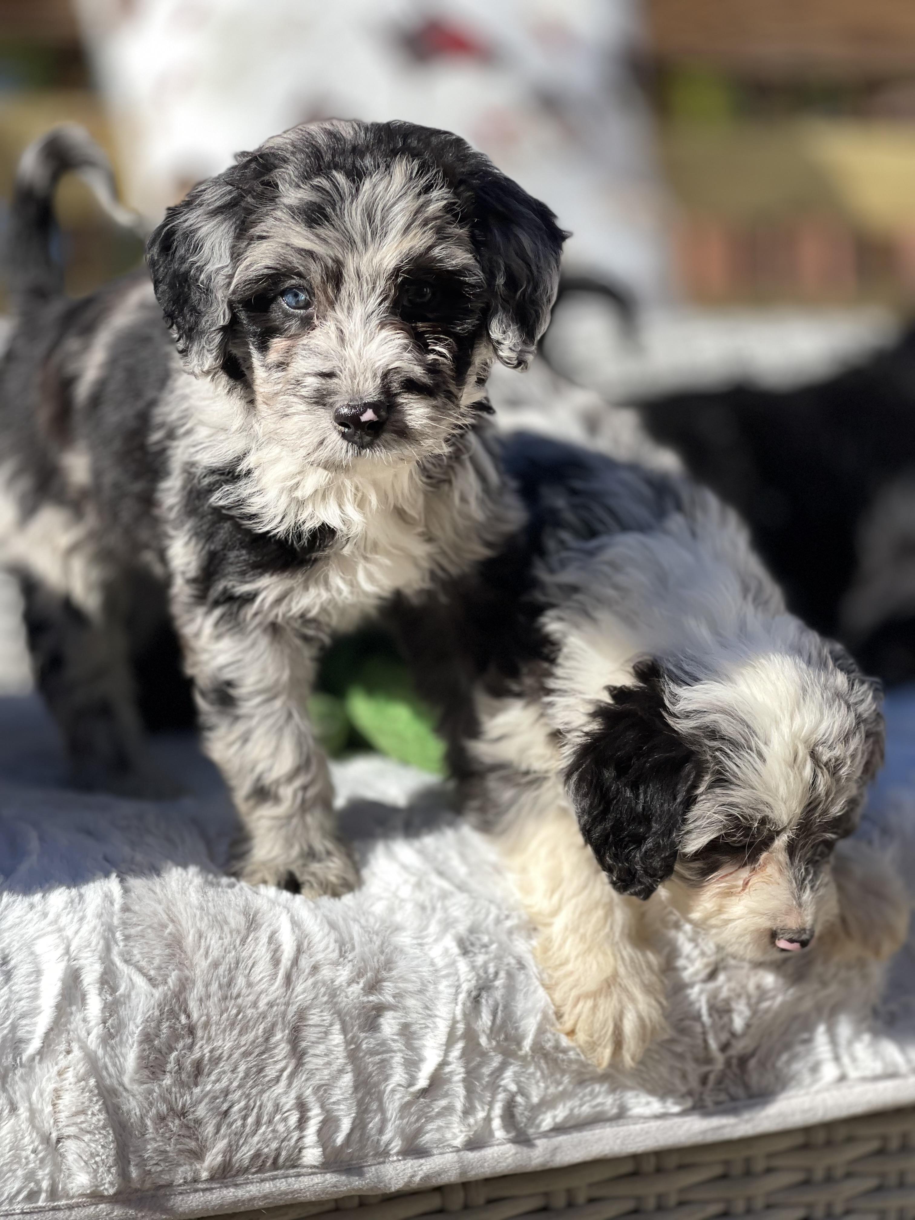 Pawsome Aussie Doodles and Oodles in Maryland | Cavapoo and ...