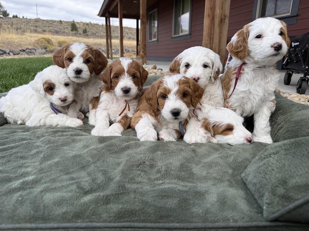 Switch Canyon Doodles in Oregon | Bernedoodle and Goldendoodle puppies ...