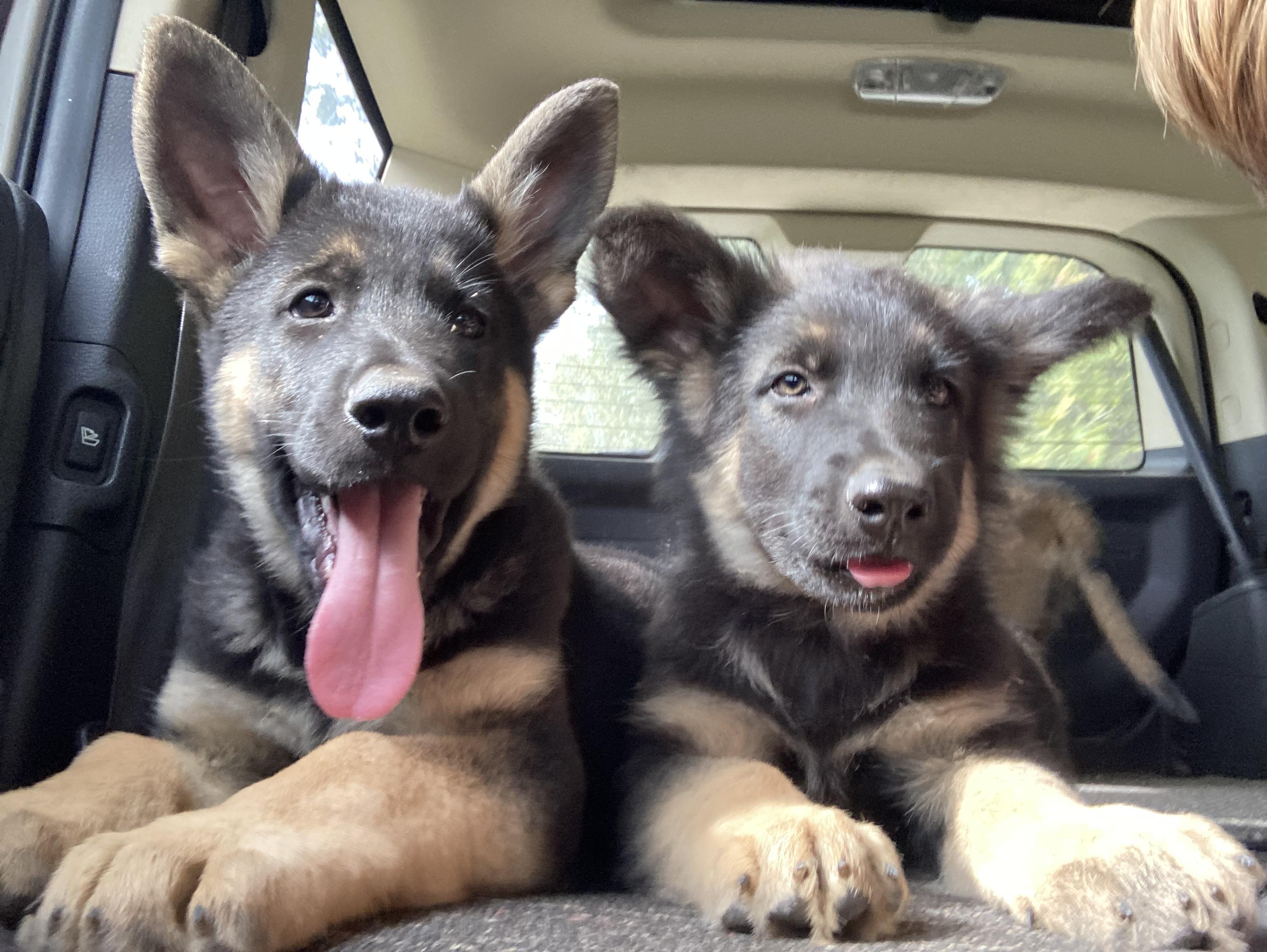 Celtic Rose German Shepherds in Tennessee | German Shepherd puppies ...