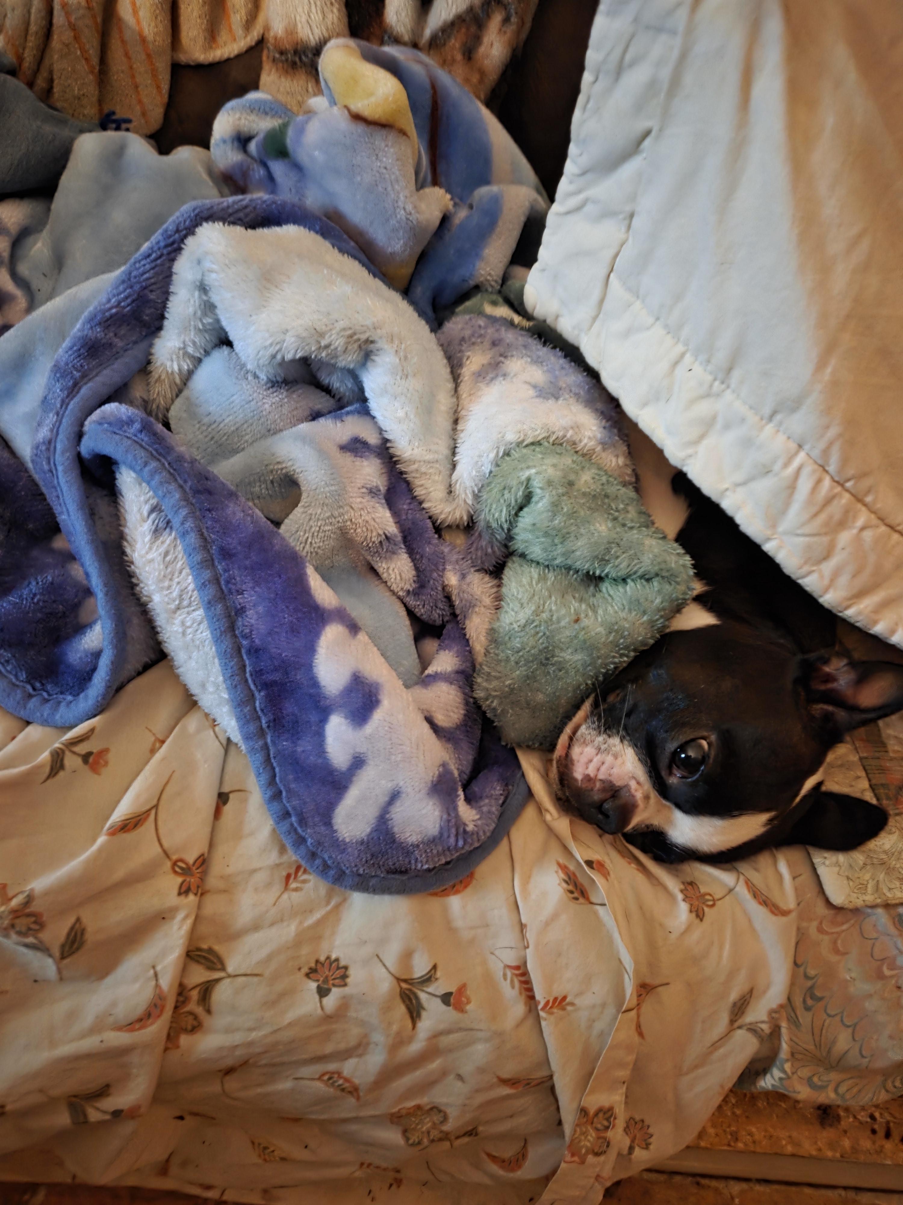 Pixie Pups in Michigan | Boston Terrier puppies | Good Dog