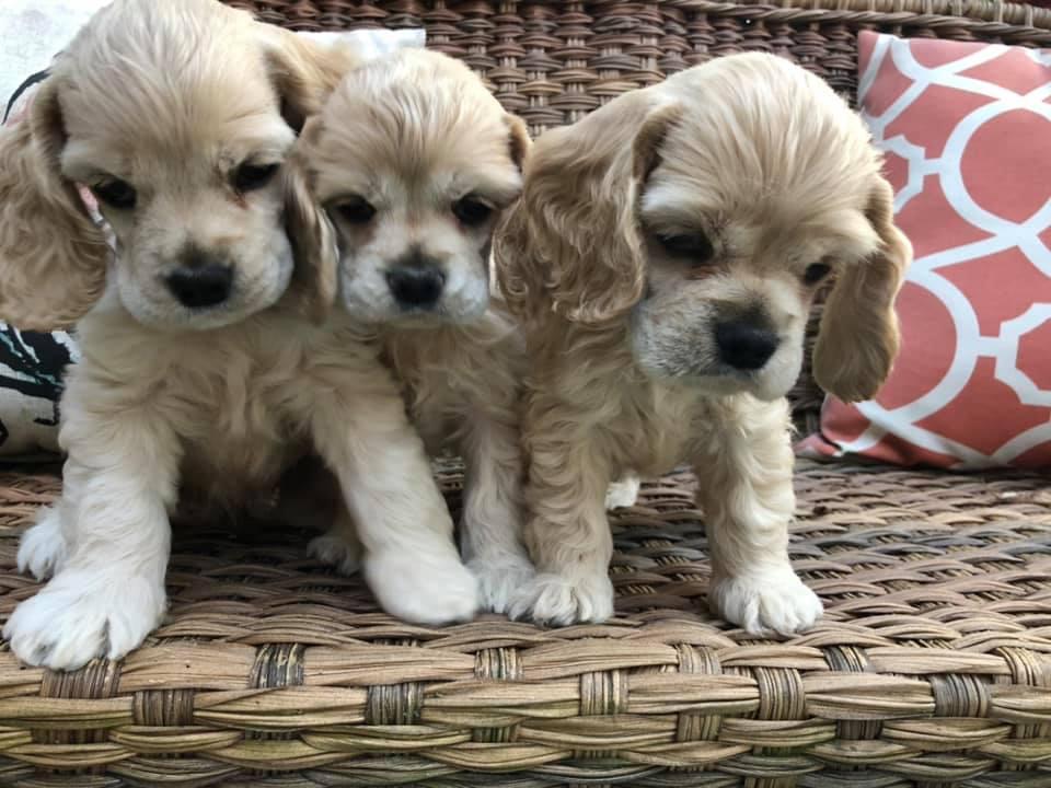 Monarch Pointers & Cockers in Illinois | Cocker Spaniel and Pointer ...