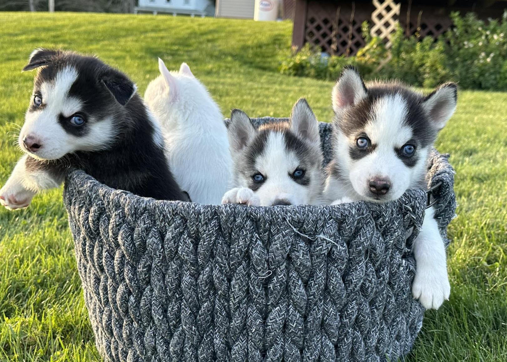 The Sibe Tribe in Pennsylvania | Siberian Husky puppies | Good Dog