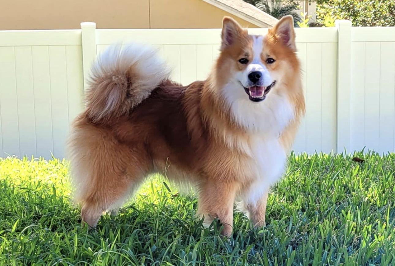 Seabreeze Icelandics in Florida | Icelandic Sheepdog puppies | Good Dog