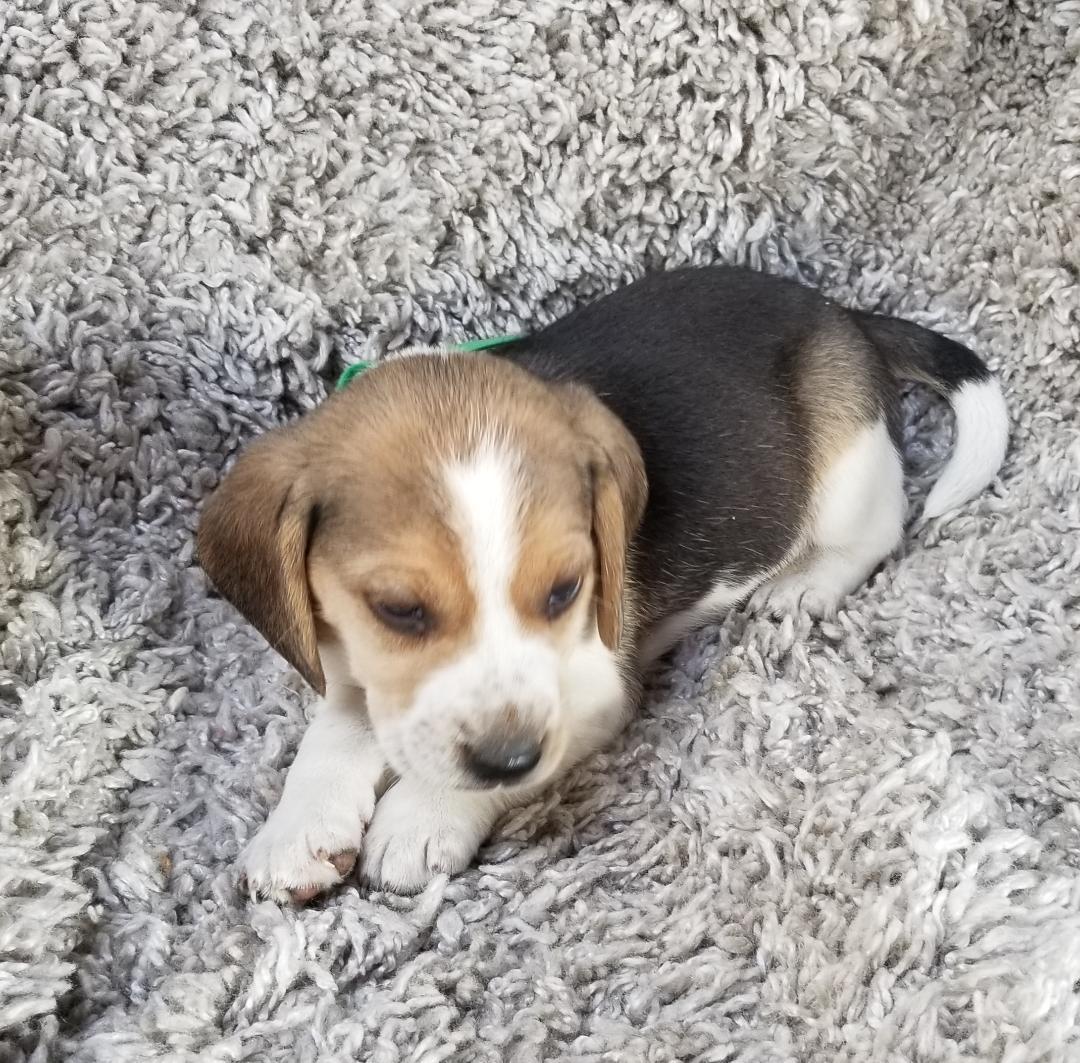 Loves Kennel in Ohio | Beagle and Cairn Terrier puppies | Good Dog