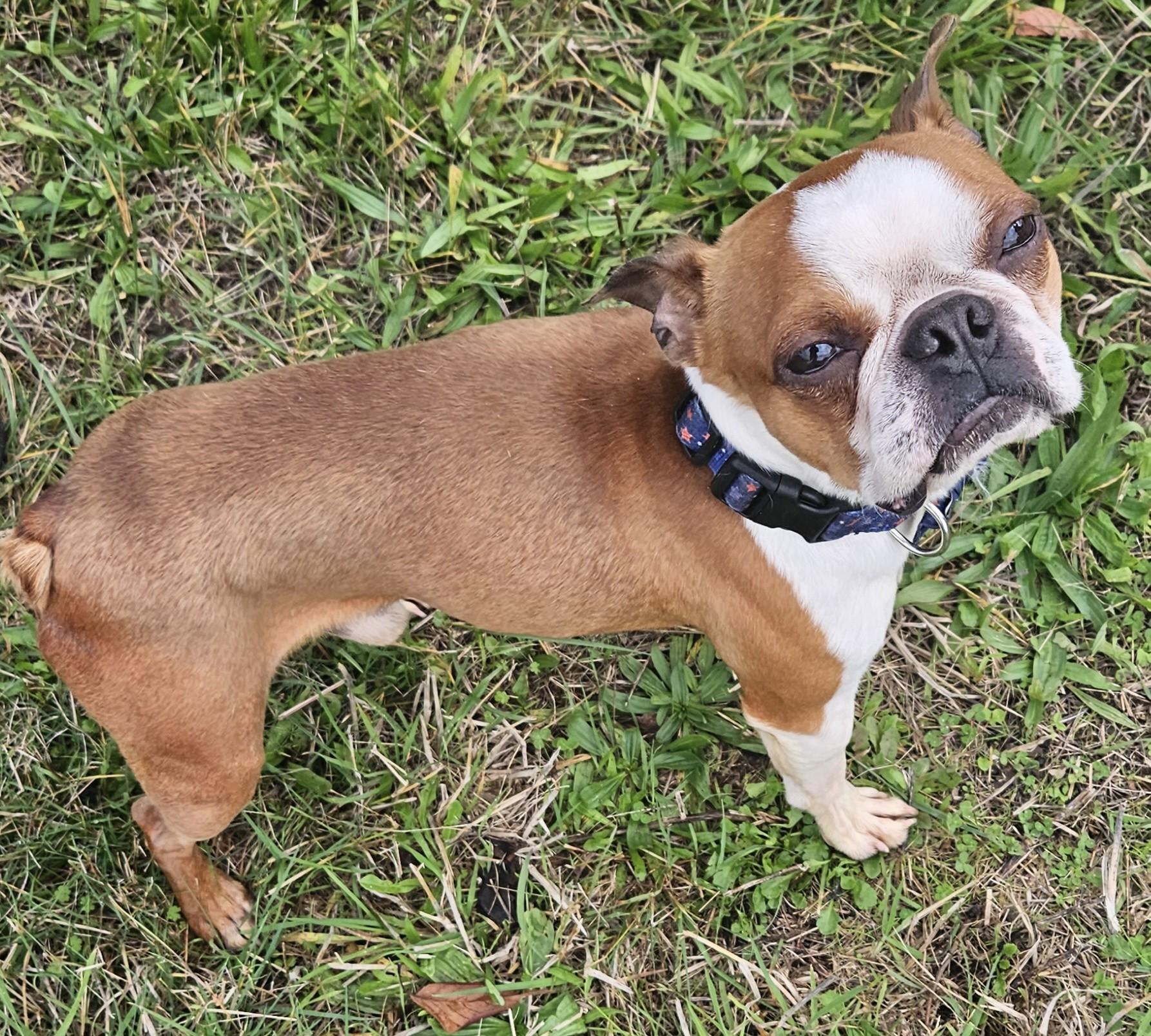 The Bostons of Twisted Anchor Farms in Oregon | Boston Terrier puppies ...