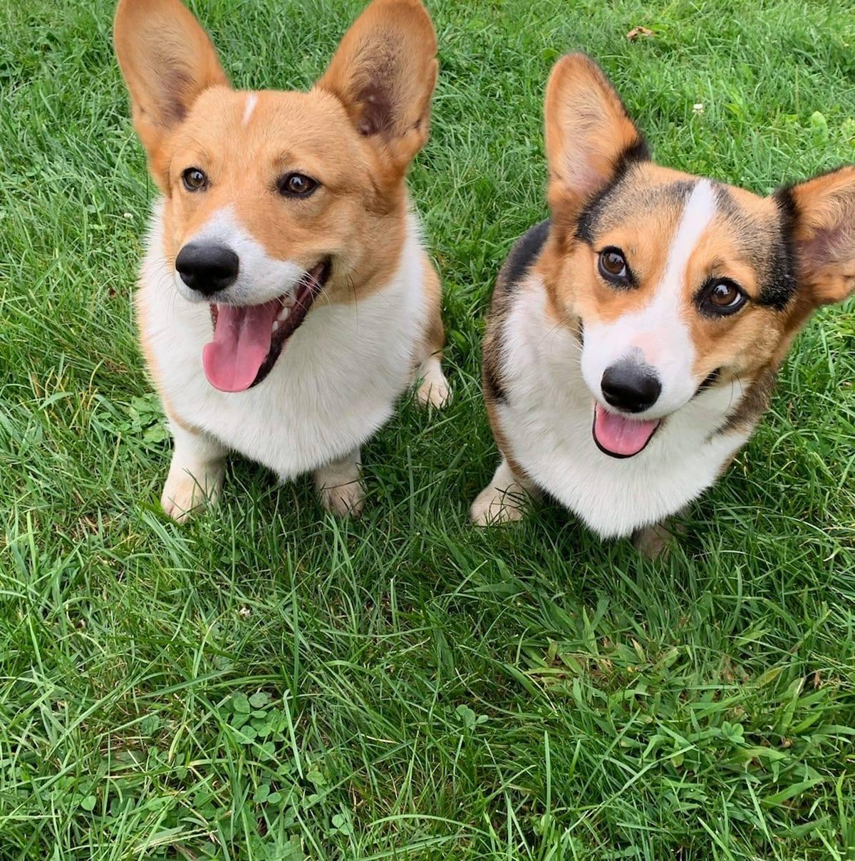 Lost Creek Corgis in Pennsylvania | Pembroke Welsh Corgi puppies | Good Dog