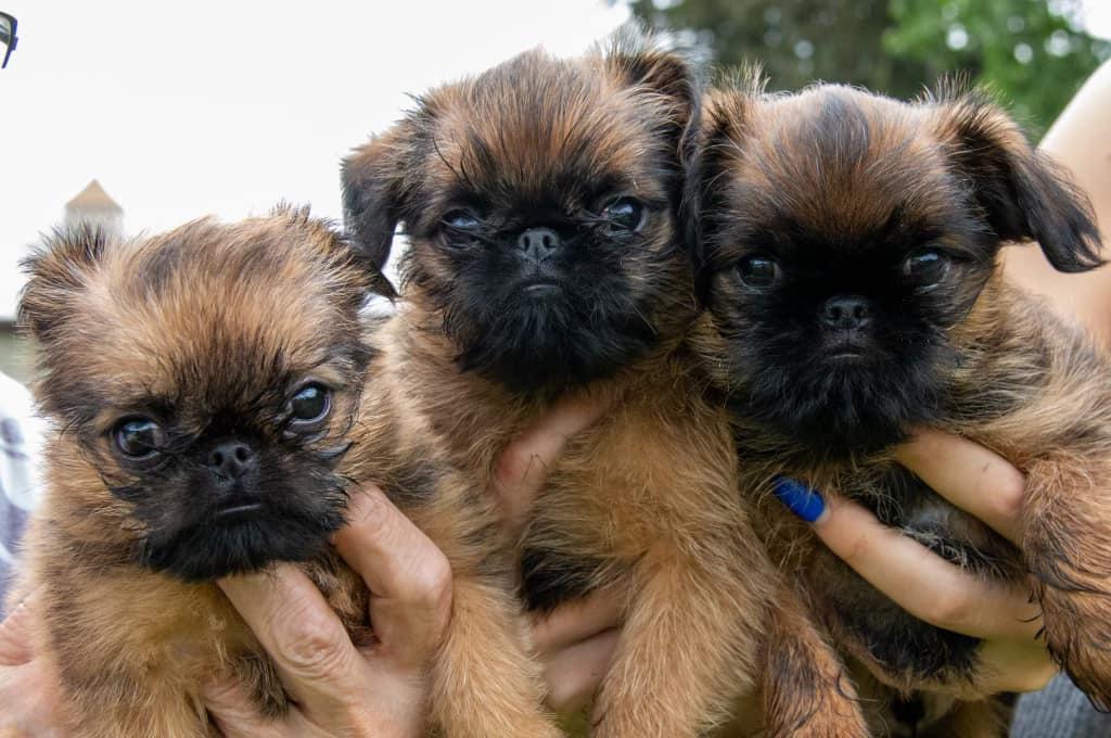 Hex Griffs in New York | Brussels Griffon puppies | Good Dog