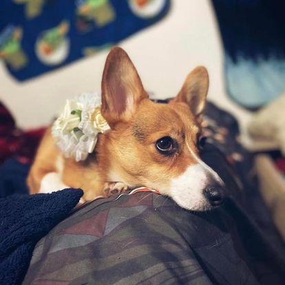 Hellfires Cosmic Goddess Corgis in Minnesota | Pembroke Welsh Corgi ...