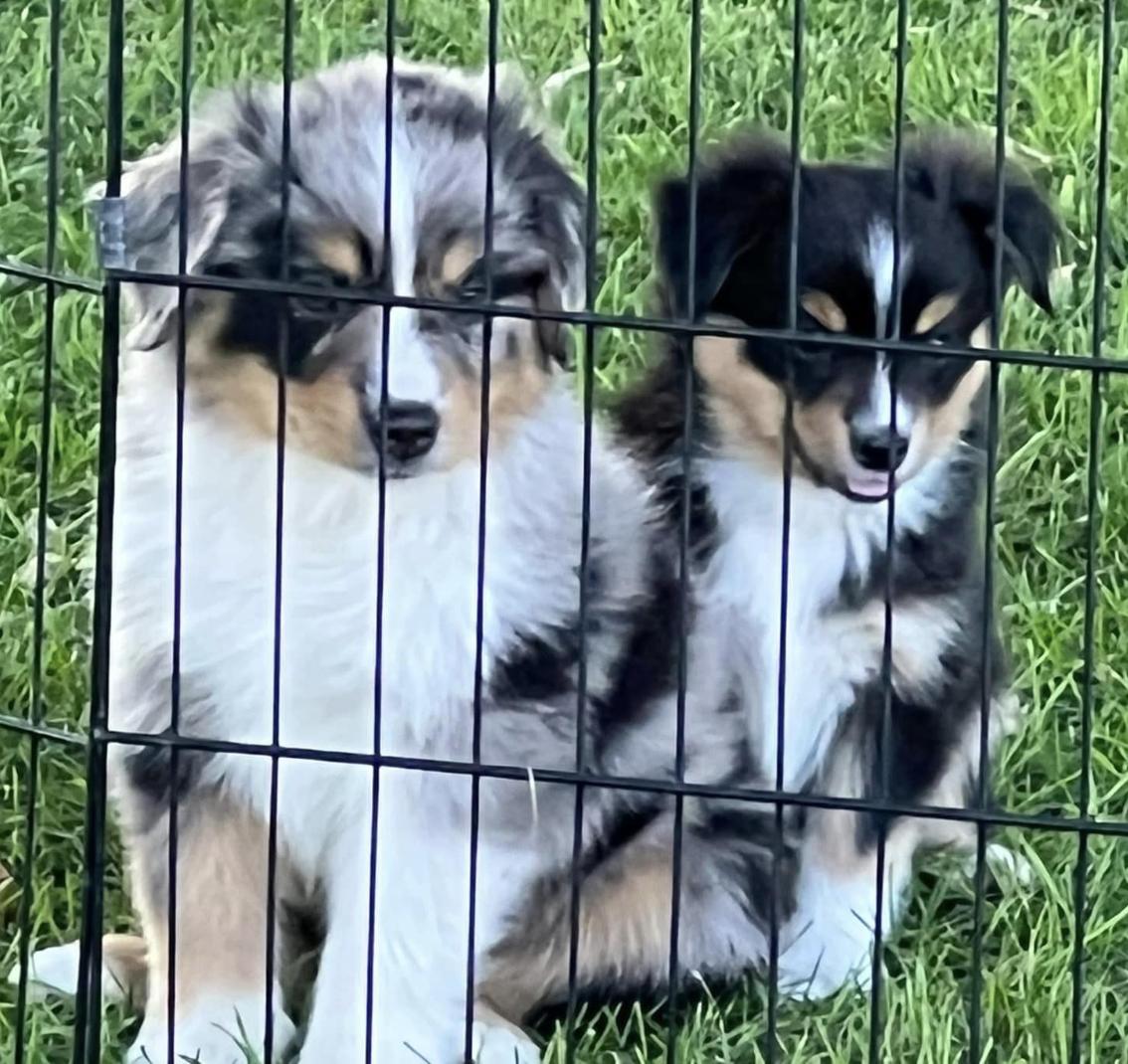 Kj’s Mini Aussies in California | Miniature Australian Shepherd puppies ...