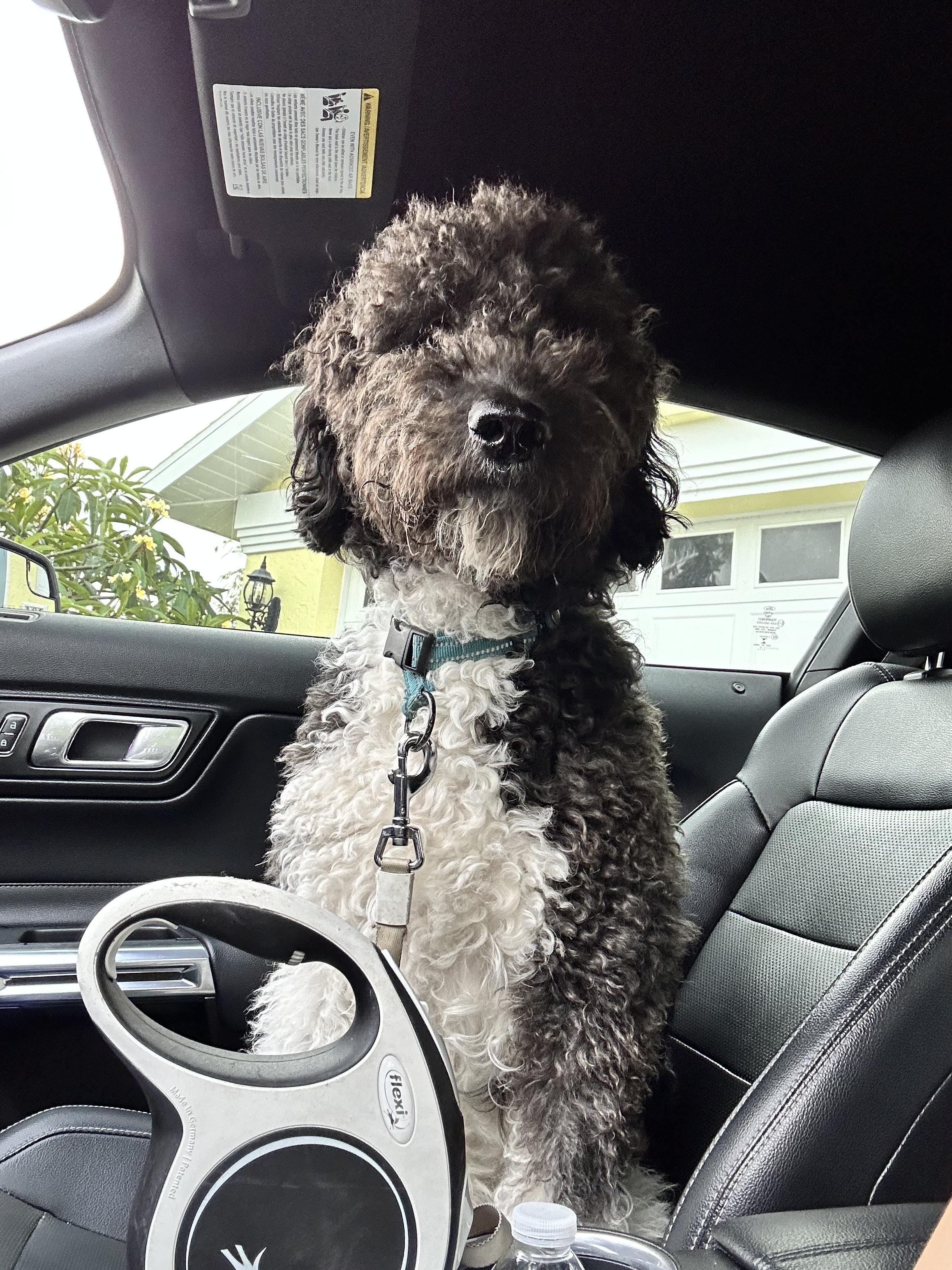 GoldenDoodles Cape Coral in Florida | Goldendoodle puppies | Good Dog