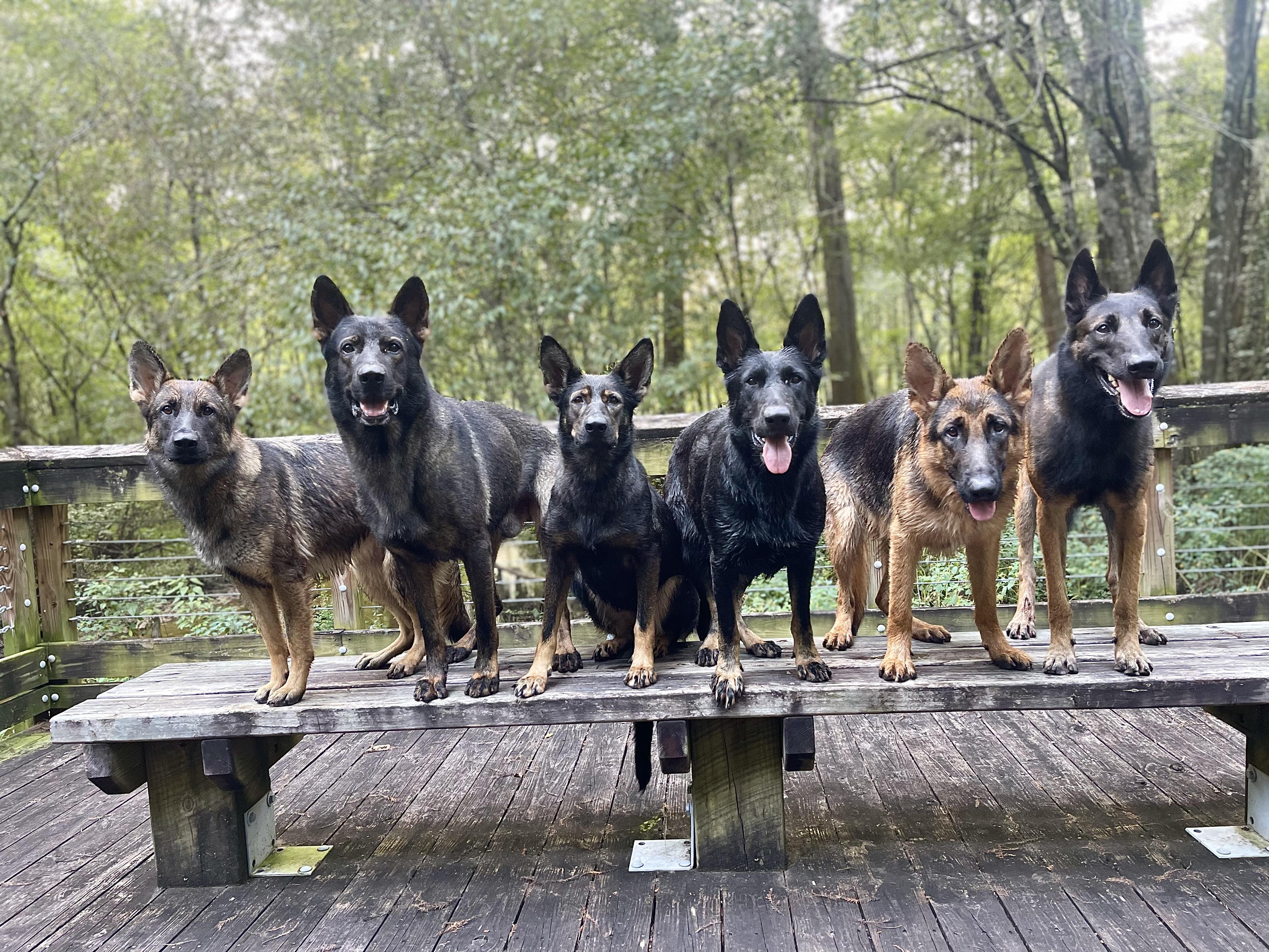 Fürstenpalast German Shepherds in South Carolina | German Shepherd ...