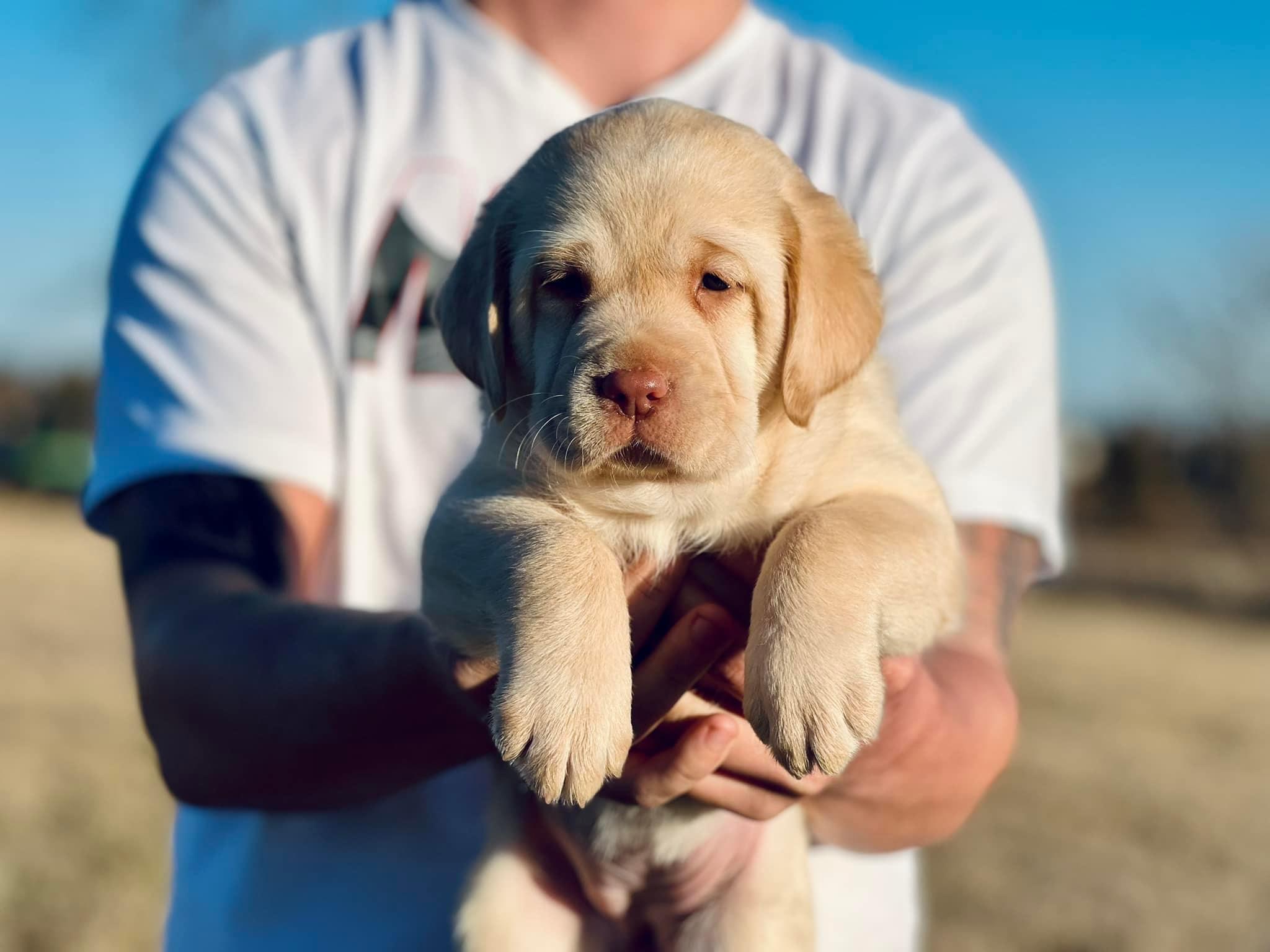NorCal Silver & Coal Labradors in California | Labrador Retriever and ...