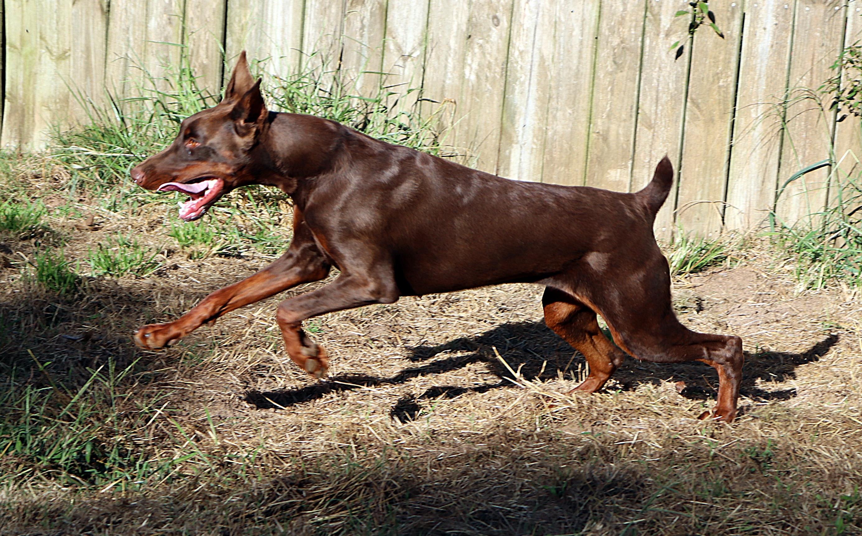 Havenhaus Dobermans in North Carolina | Doberman Pinscher puppies ...