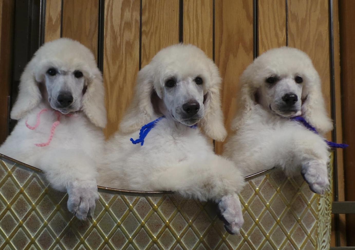 Lacy Lane Poodles in Utah | Poodle puppies | Good Dog