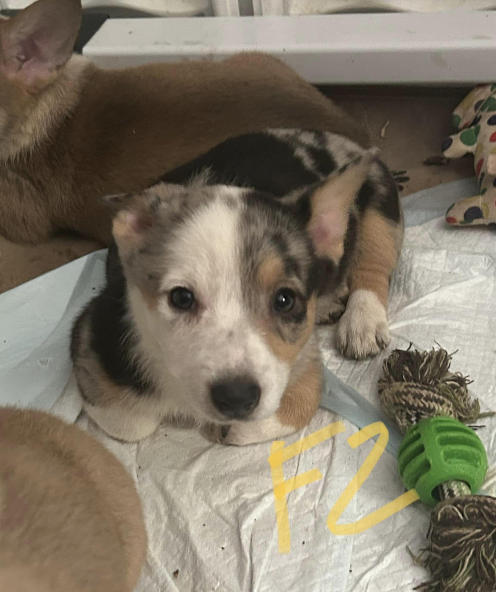 Flying Lowe Farm in Maryland | Companion Cross puppies | Good Dog