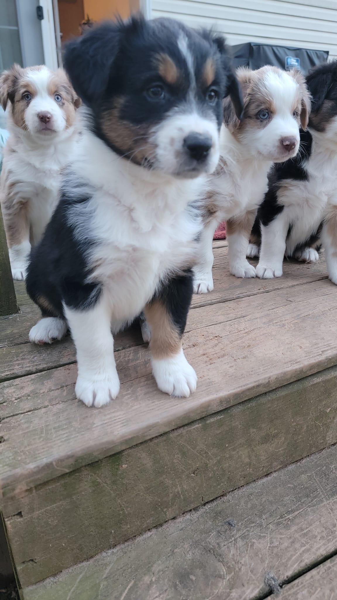 Beasley Aussies in North Carolina | Australian Shepherd puppies | Good Dog