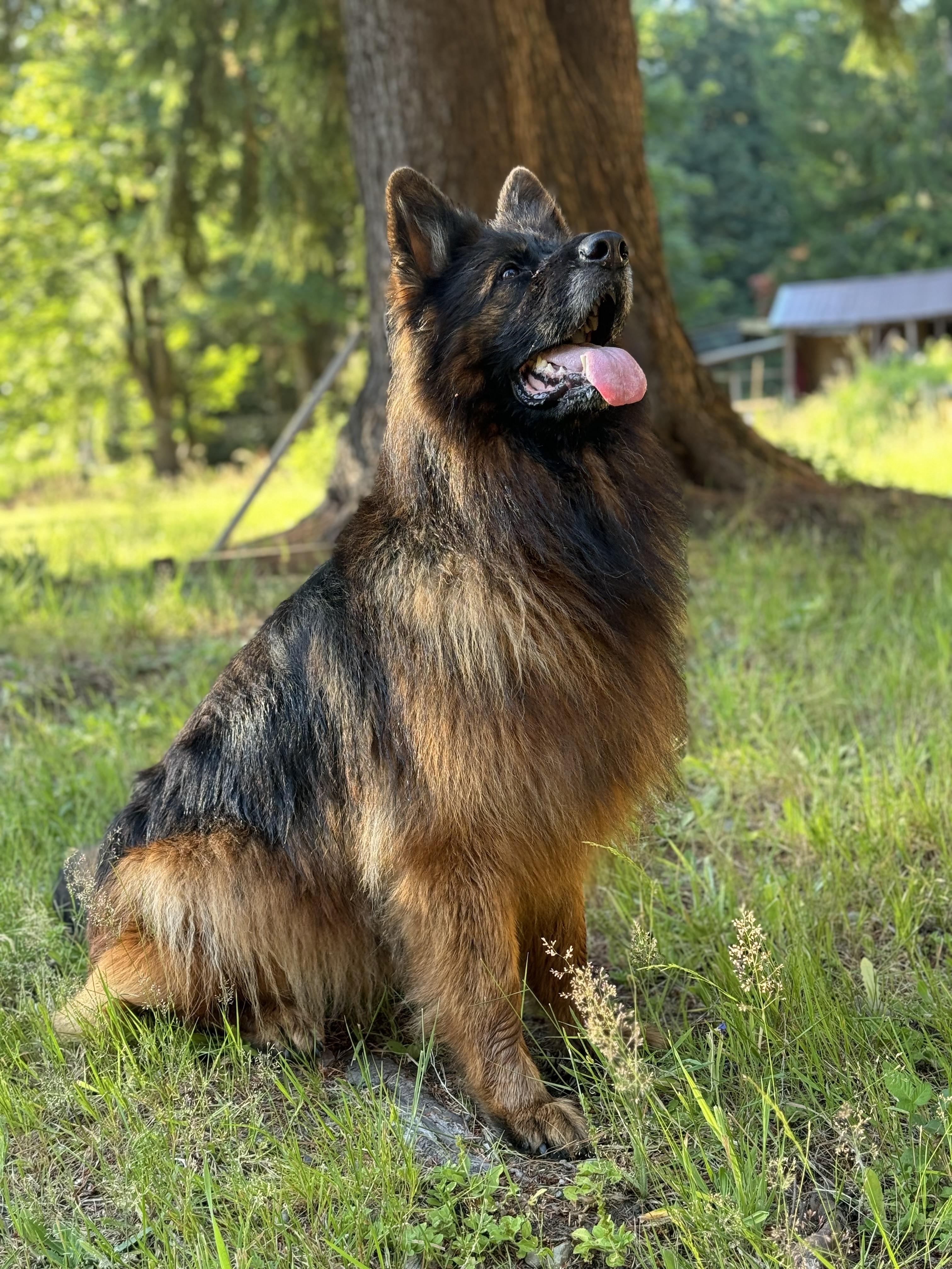 Wataha Shepherds in Washington | German Shepherd puppies | Good Dog