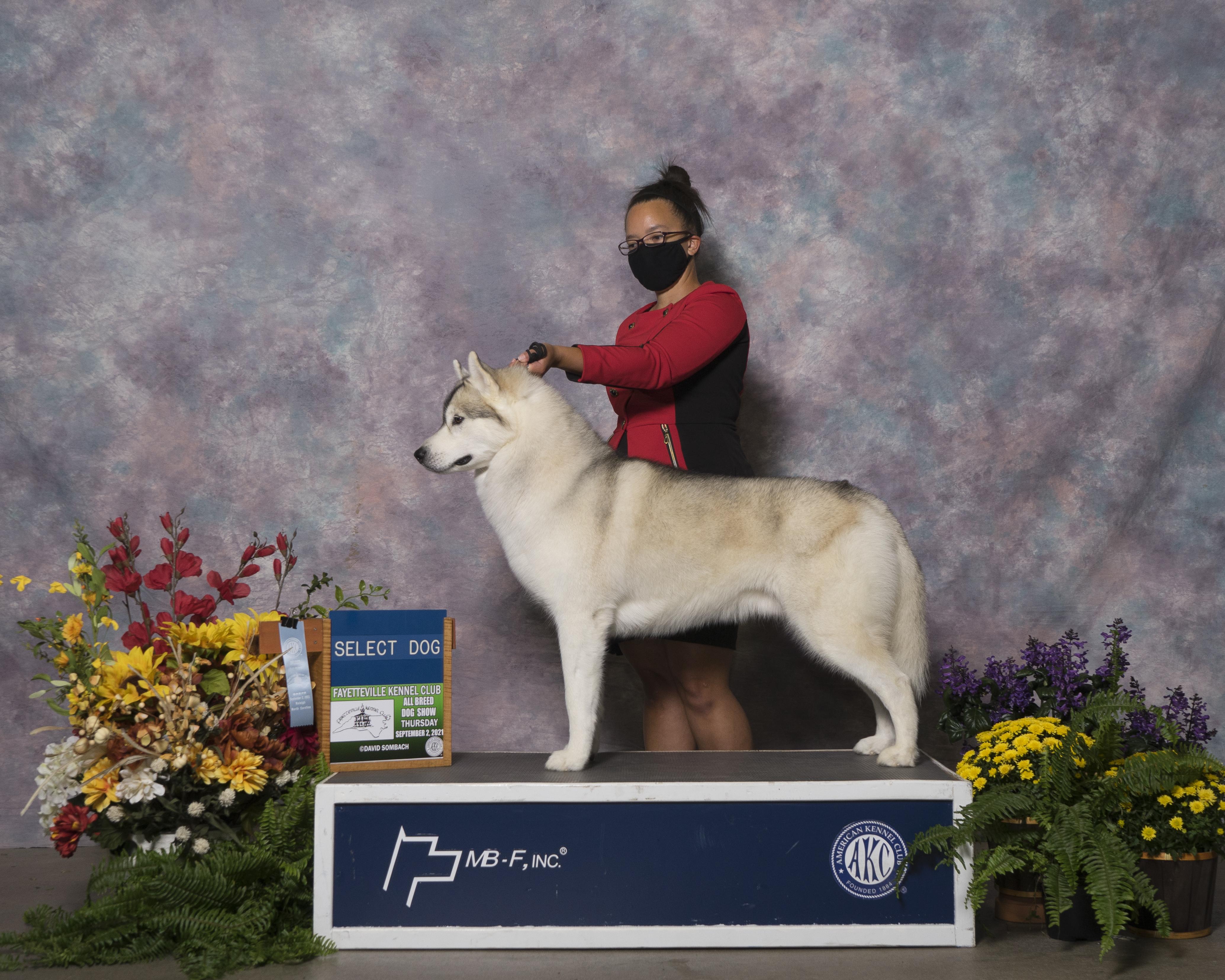 Ivie Huskies in North Carolina | Siberian Husky puppies | Good Dog