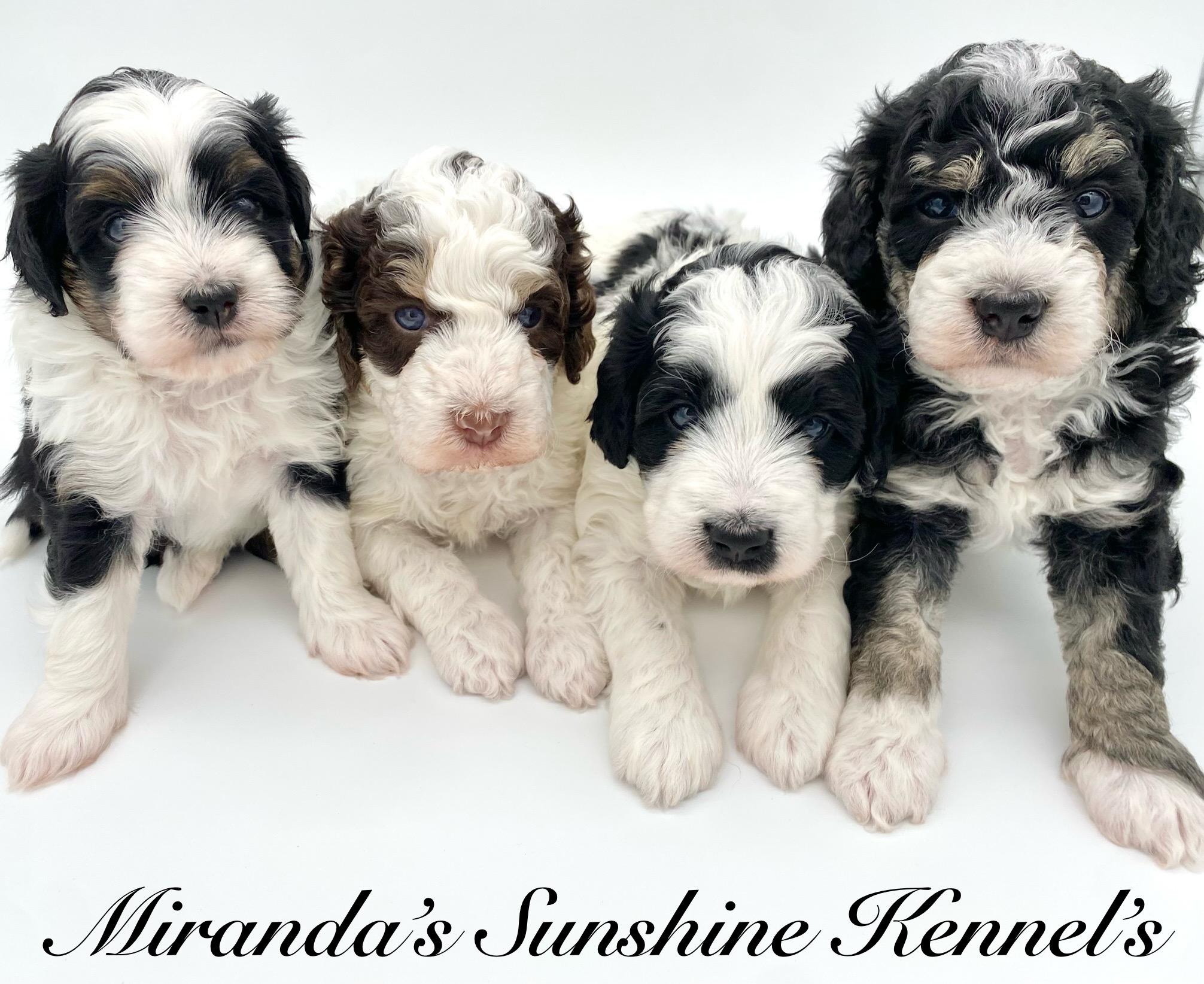 Miranda’s Sunshine Poodles and Doodles in Indiana | Bernedoodle and ...