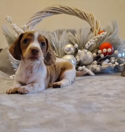 Desert Diamond Dachshunds in Arizona | Dachshund puppies | Good Dog